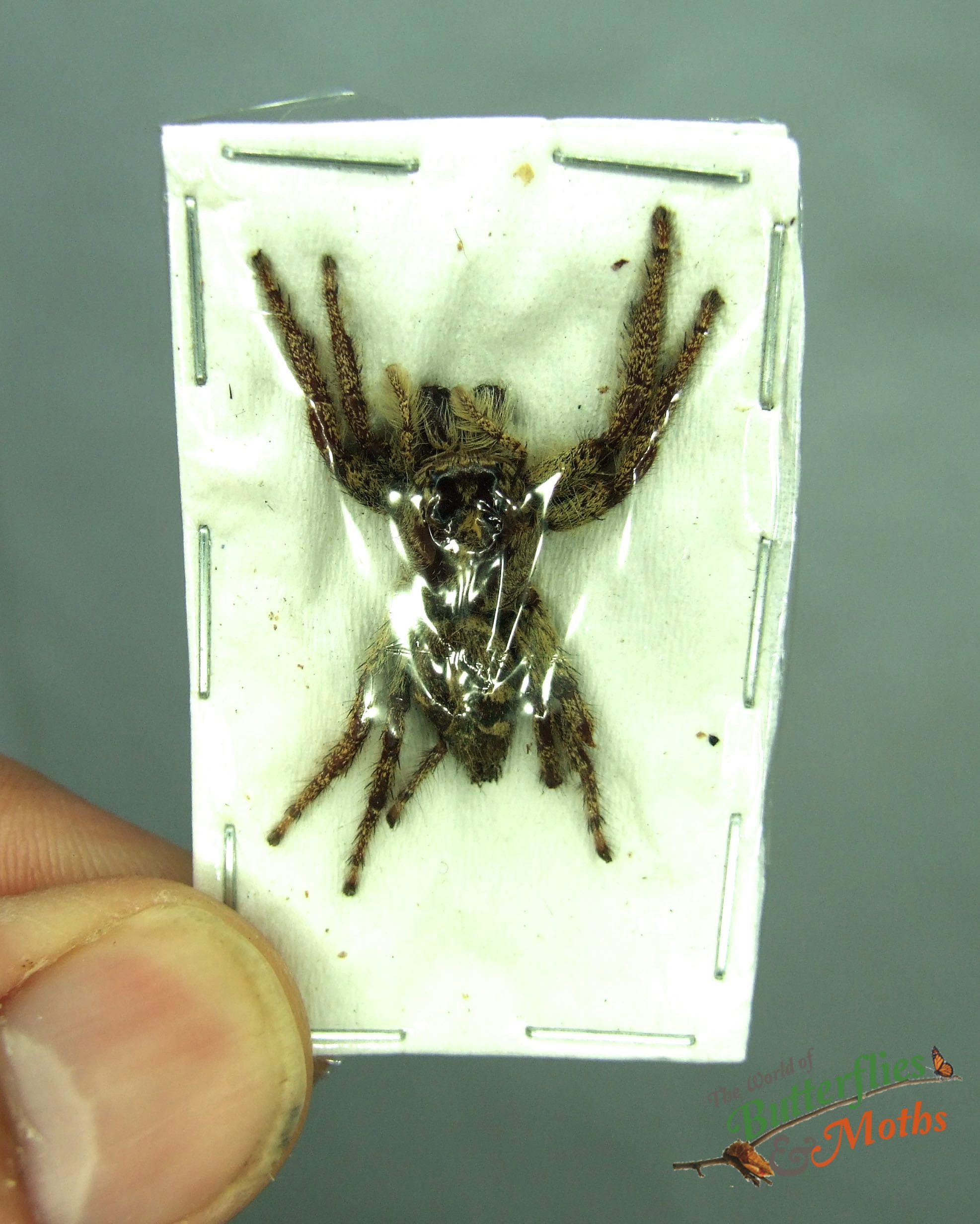 Jumping Spider Salticidae JAVA - World of Butterflies and Moths