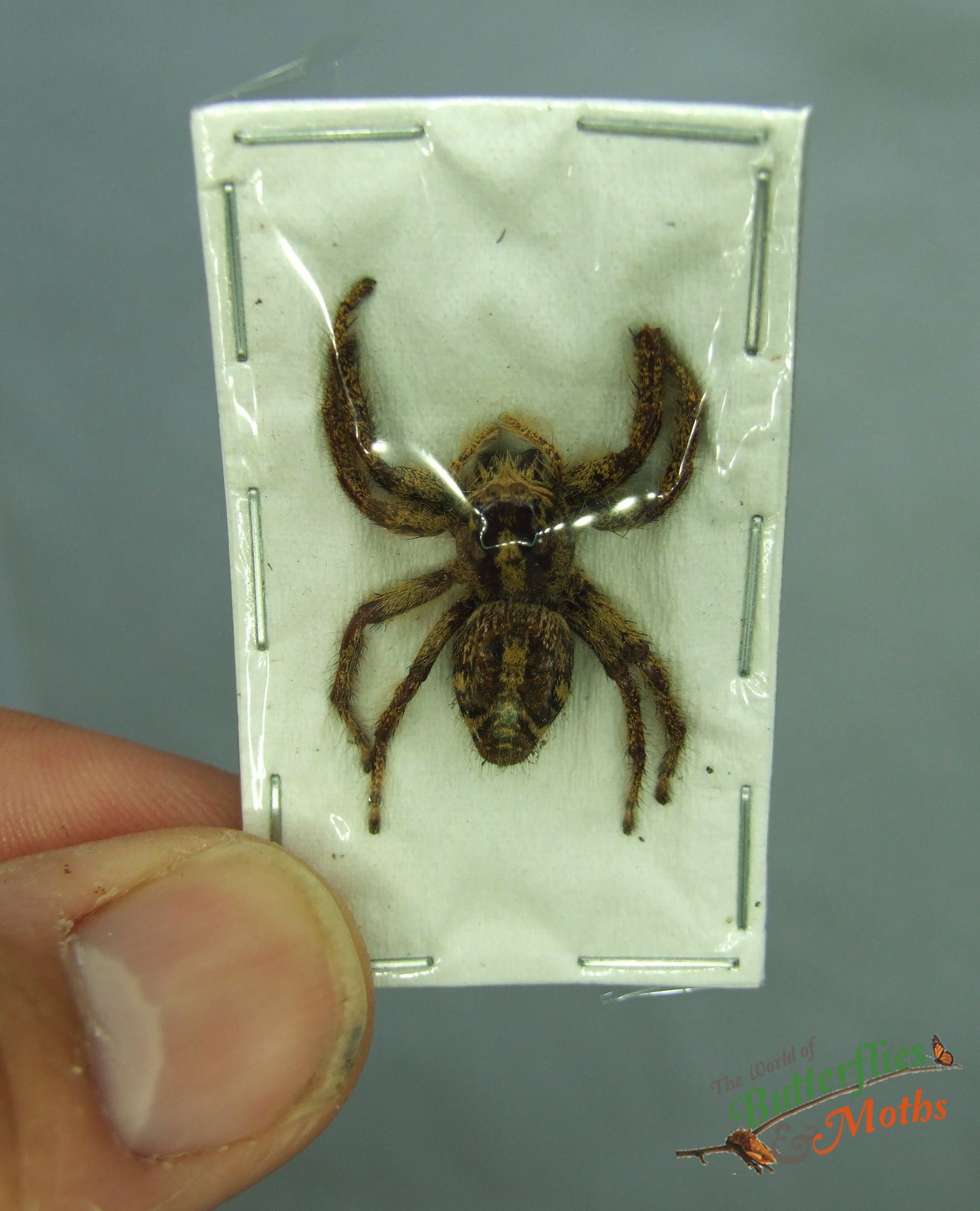 Jumping Spider Salticidae JAVA - World of Butterflies and Moths