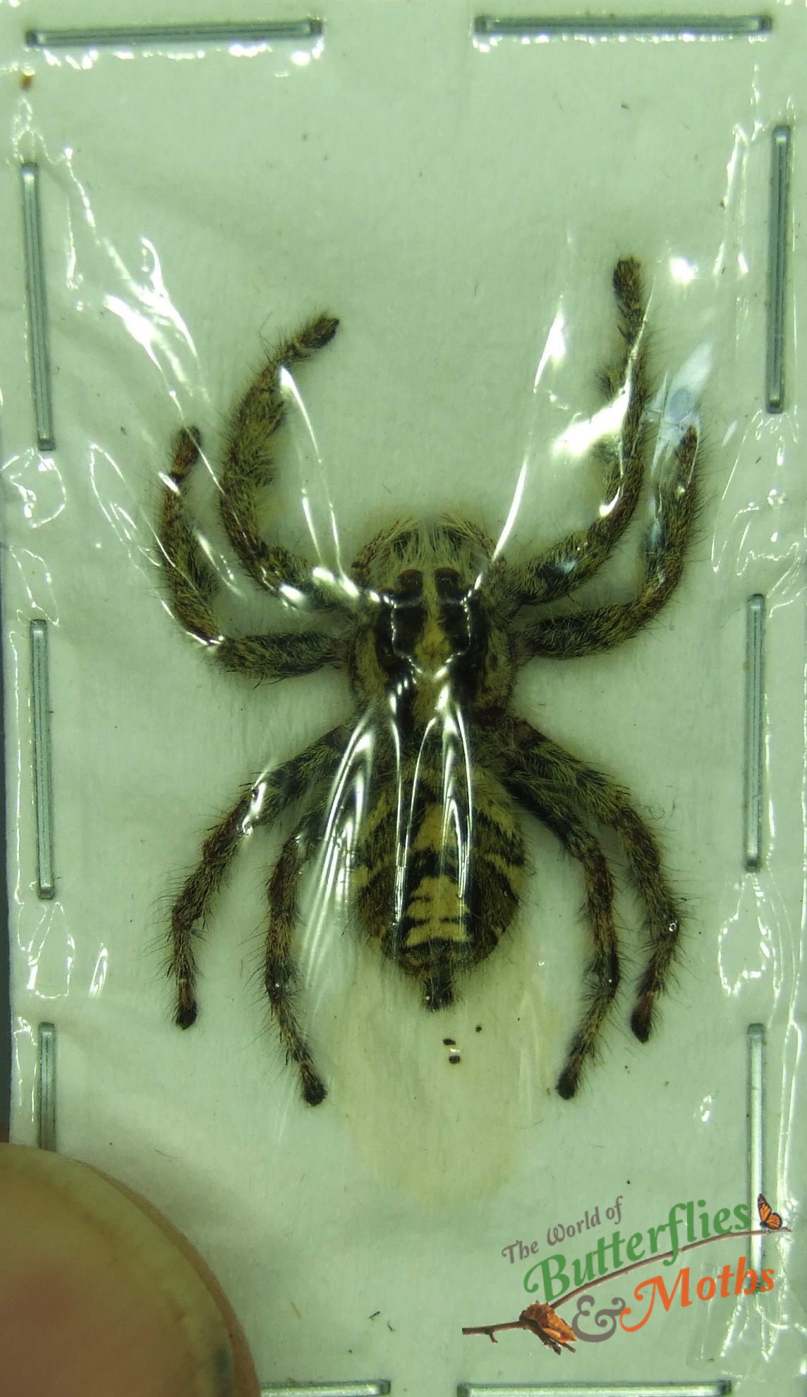 Jumping Spider Salticidae JAVA - World of Butterflies and Moths