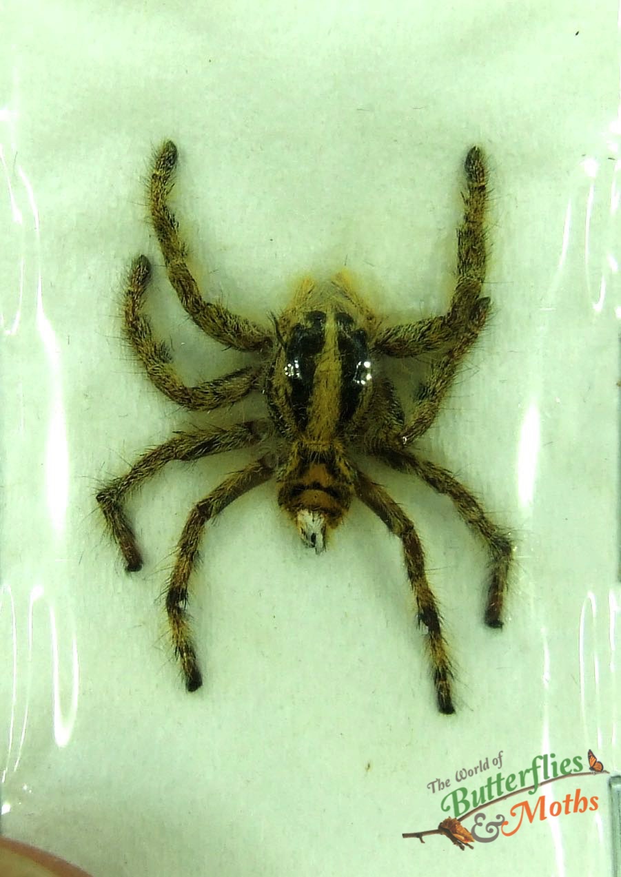 Jumping Spider Salticidae JAVA - World of Butterflies and Moths