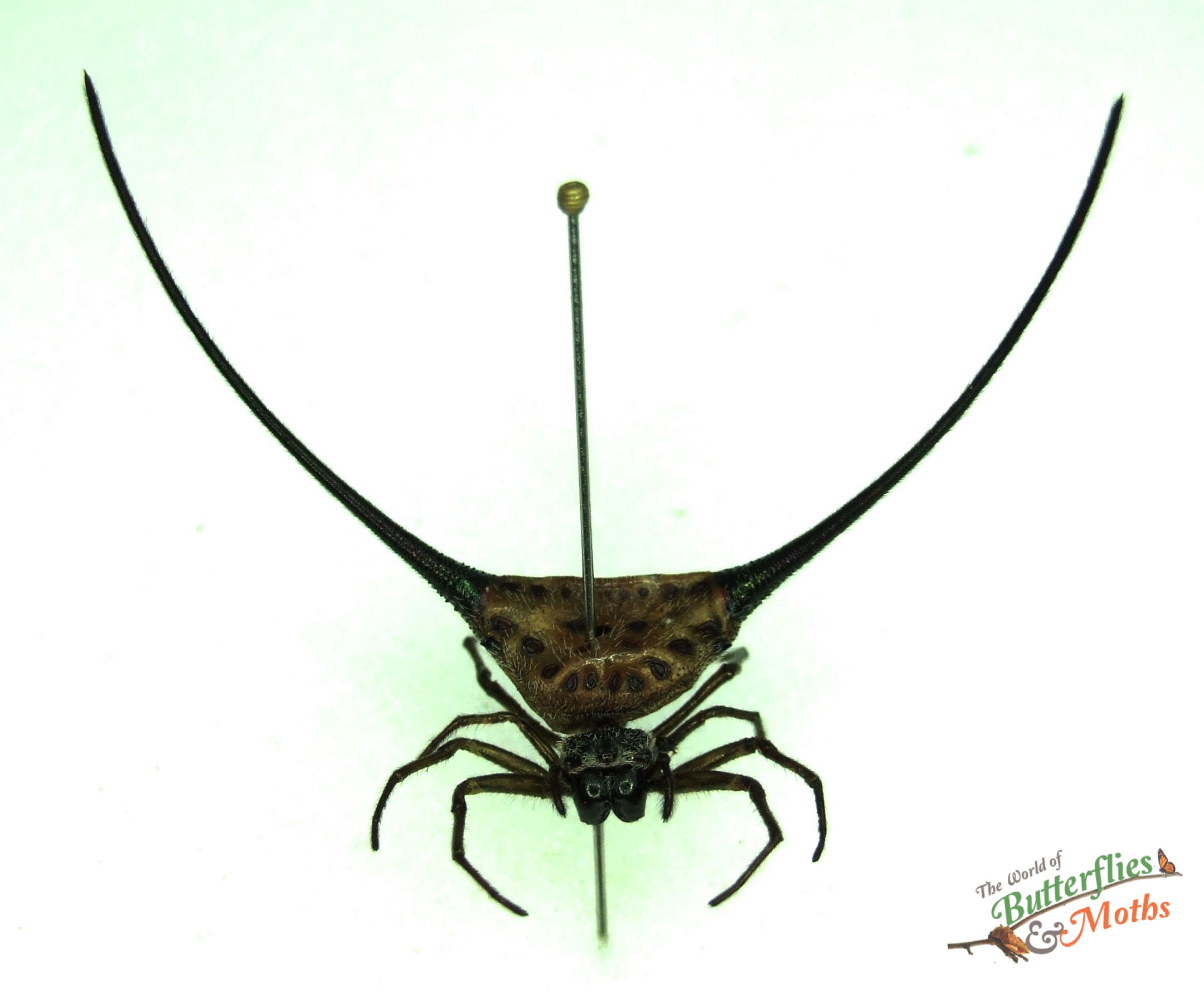 Macracantha arcuata Horned Orb Web Spider WEST JAVA - World of ...