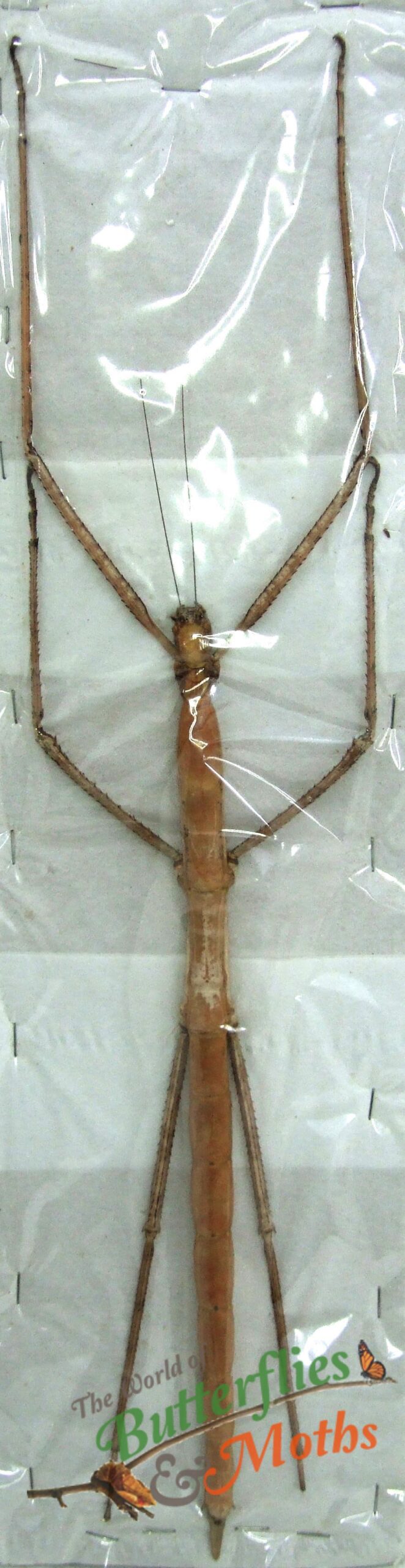 Giant Stick-Insect Nesiophasma species INDONESIA - World of Butterflies ...