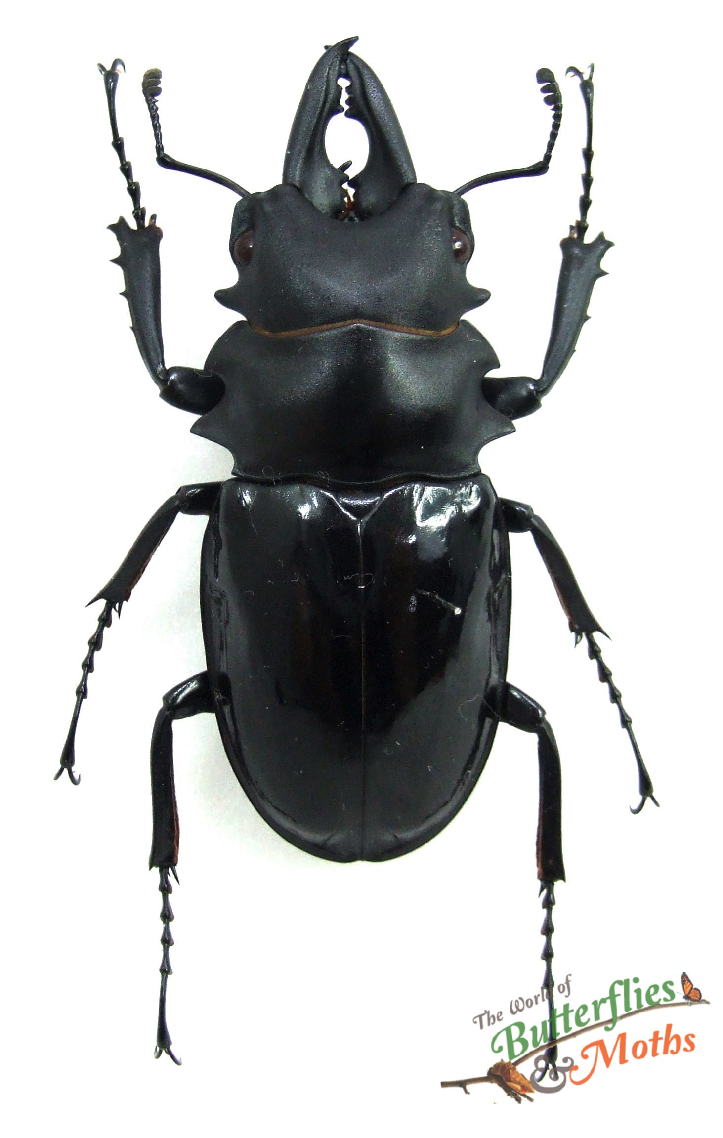 Odontolabis dalmani SUMATRA - World of Butterflies and Moths