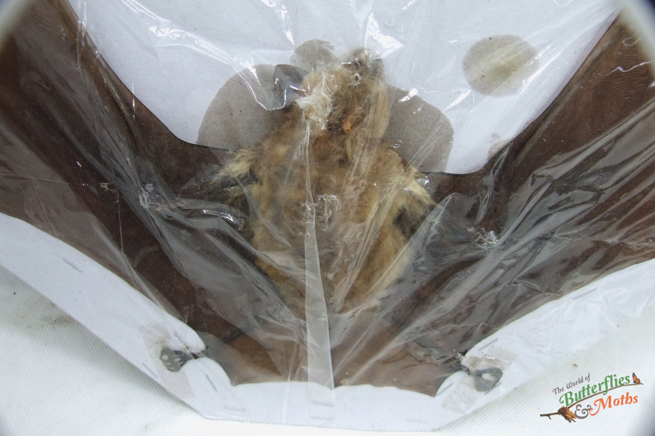 Intermediate Horseshoe Bat Rhinolophus affinis JAVA - World of ...