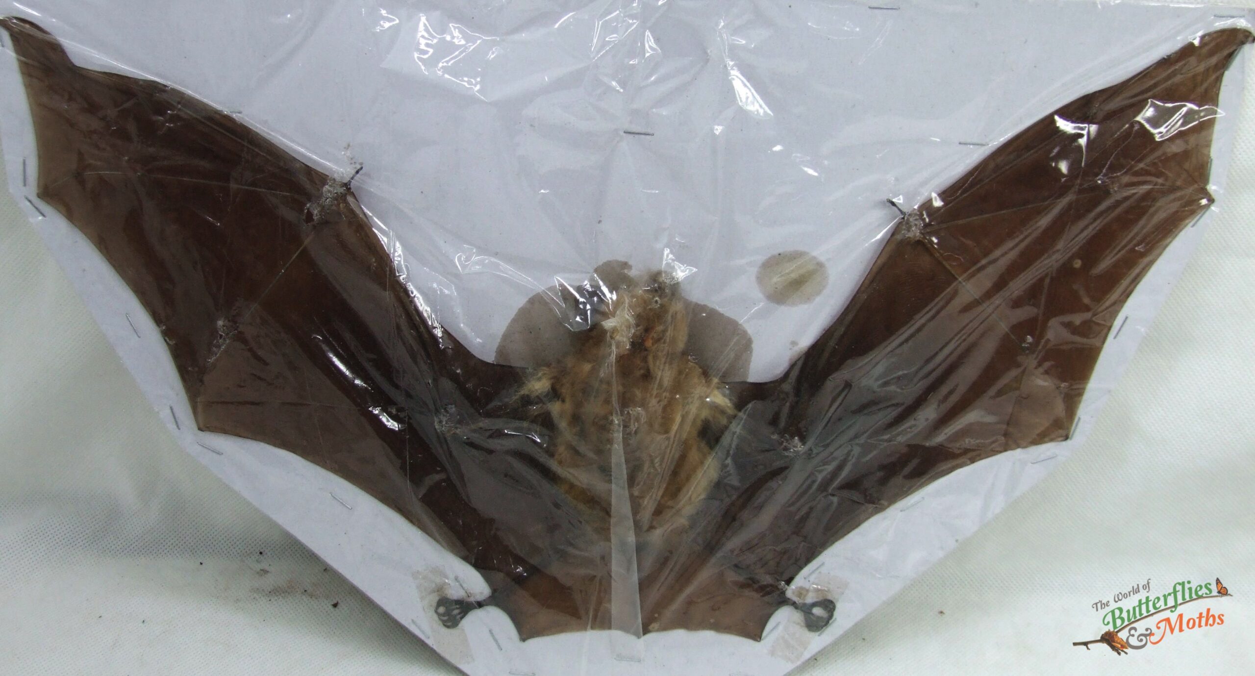 Intermediate Horseshoe Bat Rhinolophus affinis JAVA - World of ...