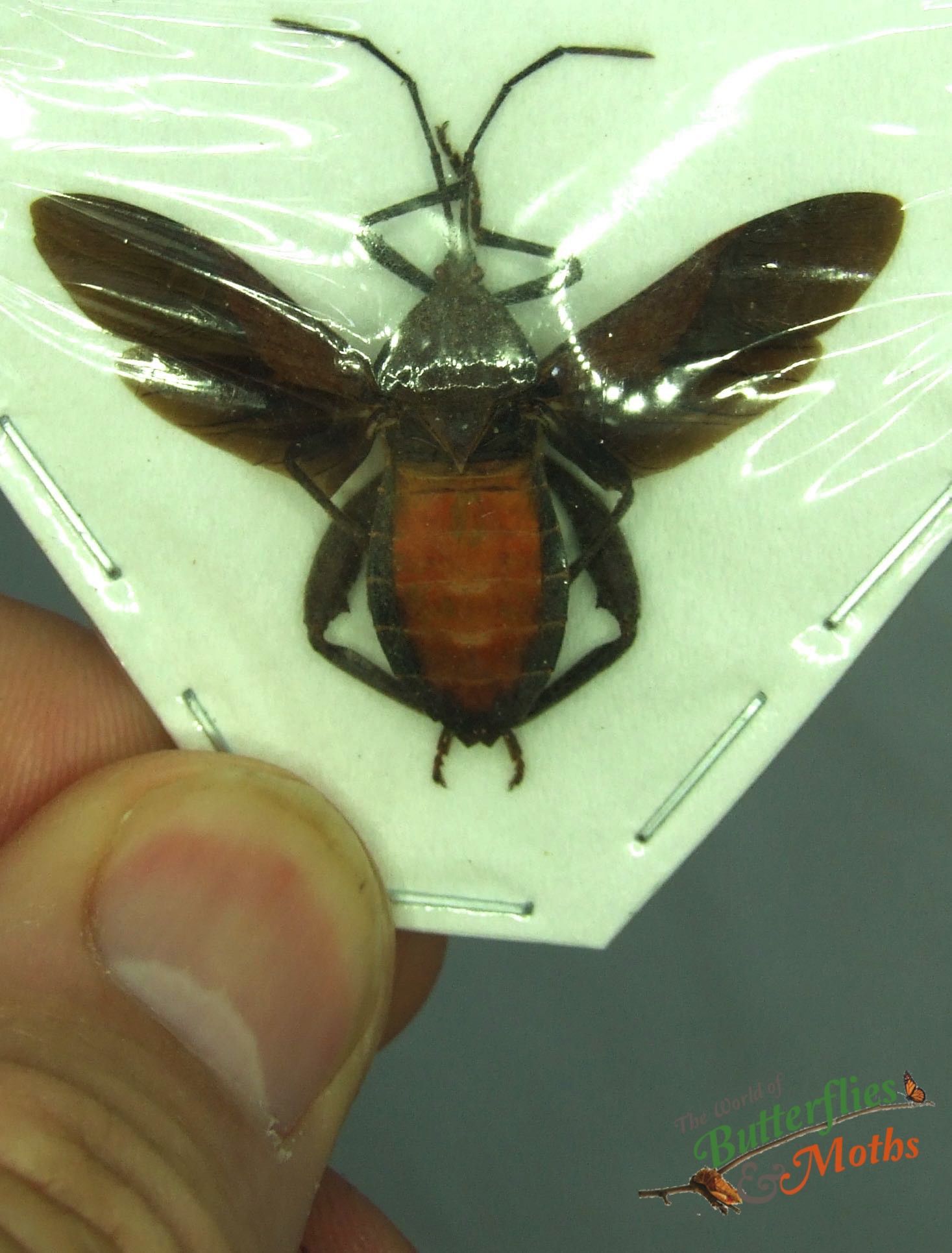 Stink Bug Hemiptera (spread wings) Java (TP02) - World of Butterflies ...