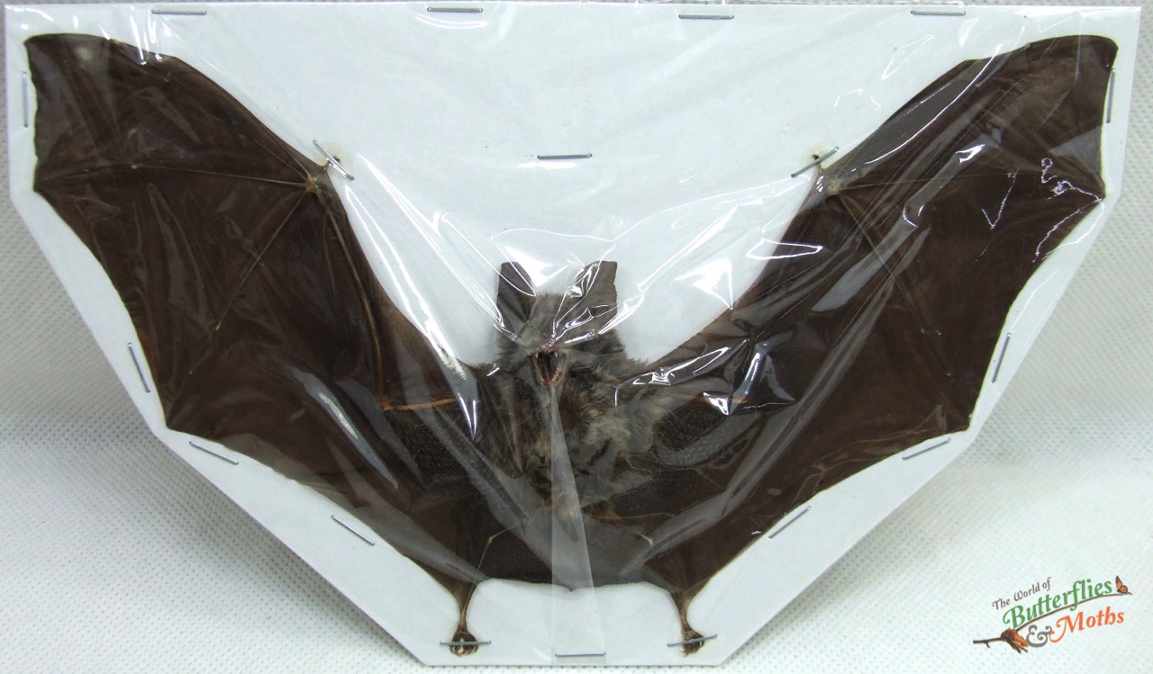 Intermediate Horseshoe Bat Rhinolophus affinis JAVA - World of ...