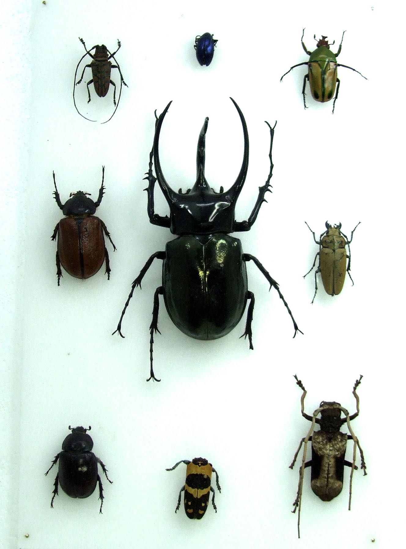 Natural History Specimens A2 Beetle Collection CL11 - World of ...