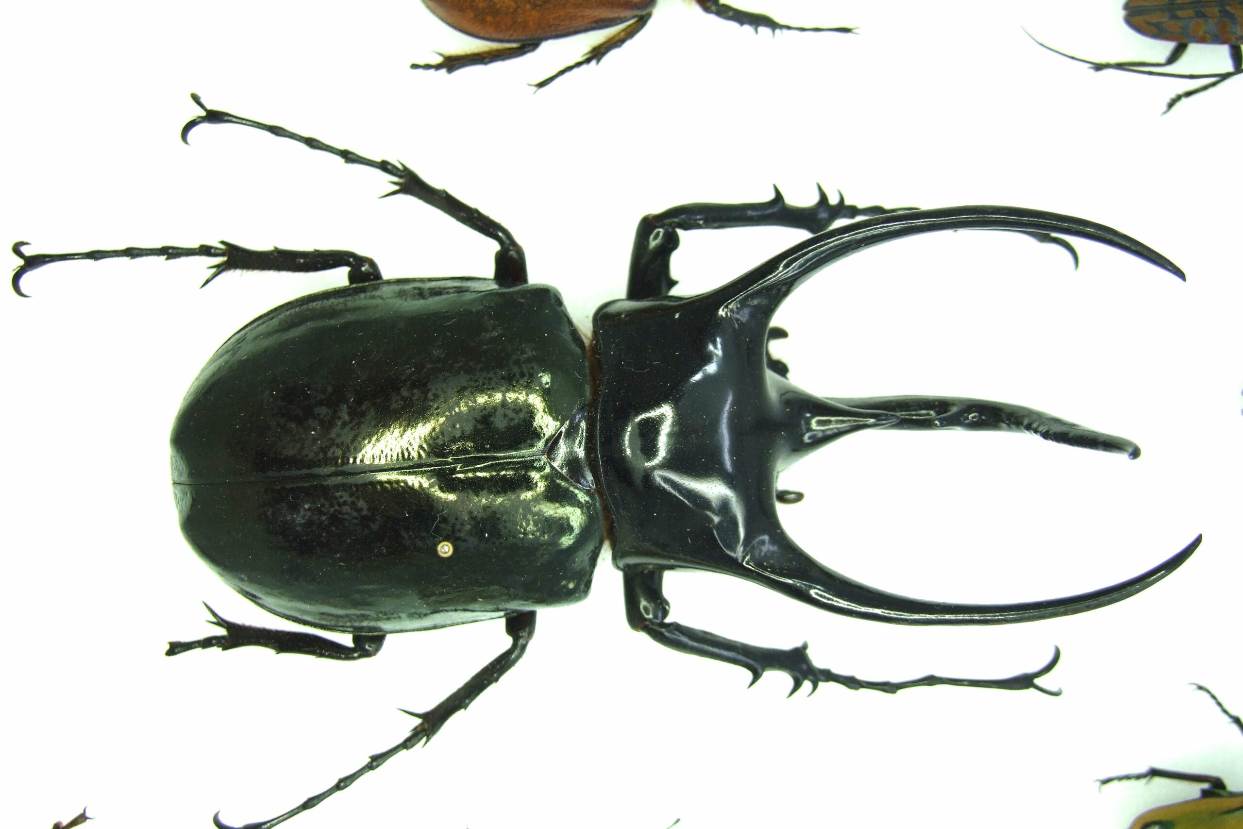 Natural History Specimens A2 Beetle Collection CL11 - World of ...