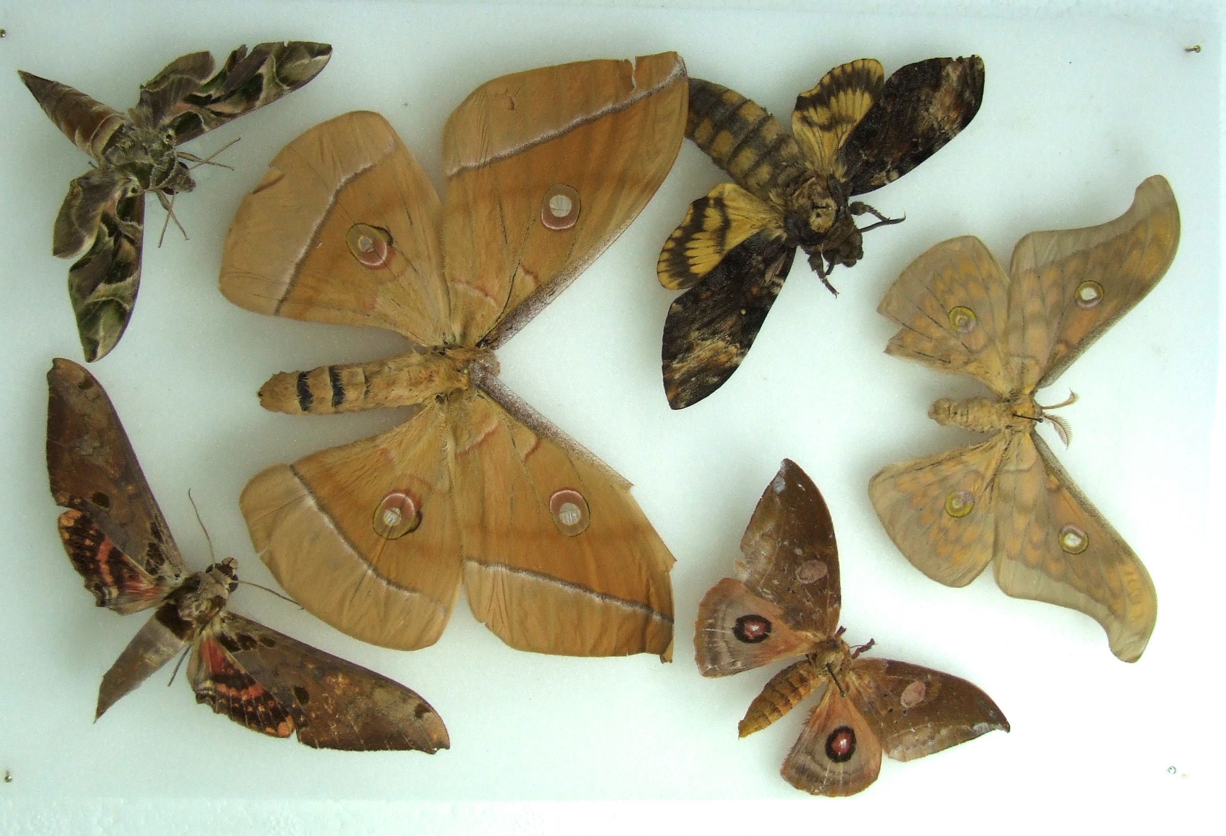 Natural History Specimens A2 Silk moth and Hawk moth Collection CL17 ...
