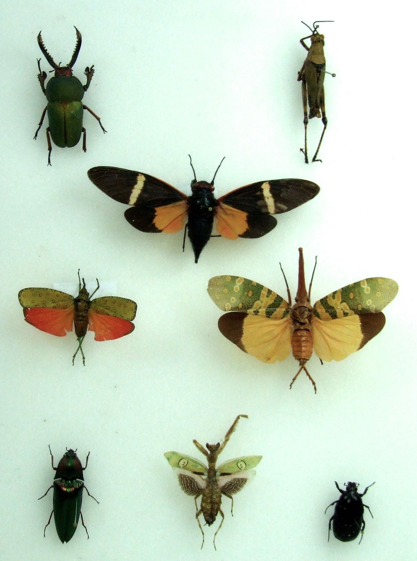 Natural History Specimens A2 Beetle and Insect Collection CL19 - World ...