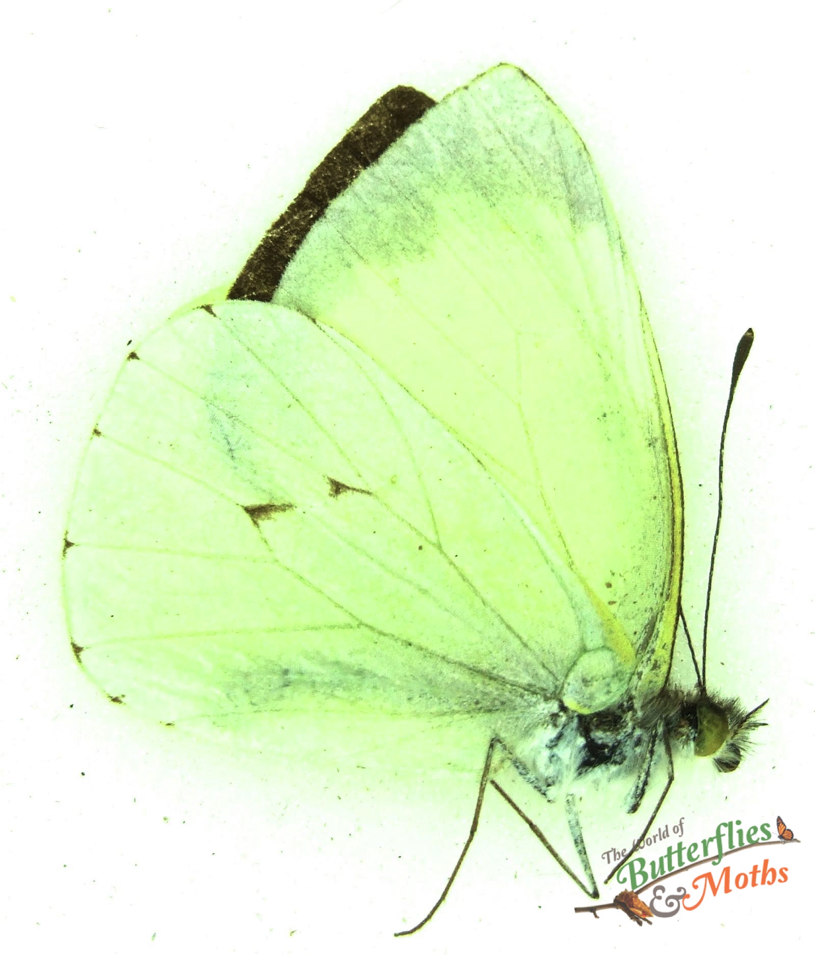 Leptophobia eleone luca ARGENTINA - World of Butterflies and Moths