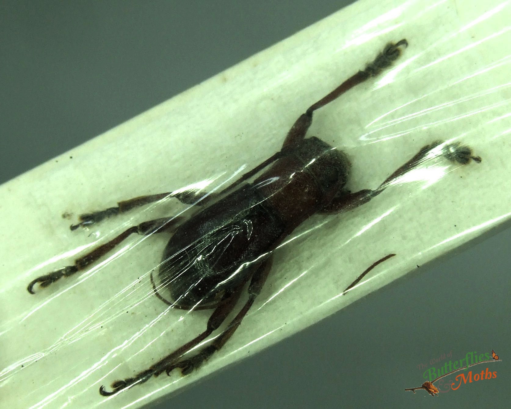 Doliops Beetle PHILIPPINES (#14) - World of Butterflies and Moths