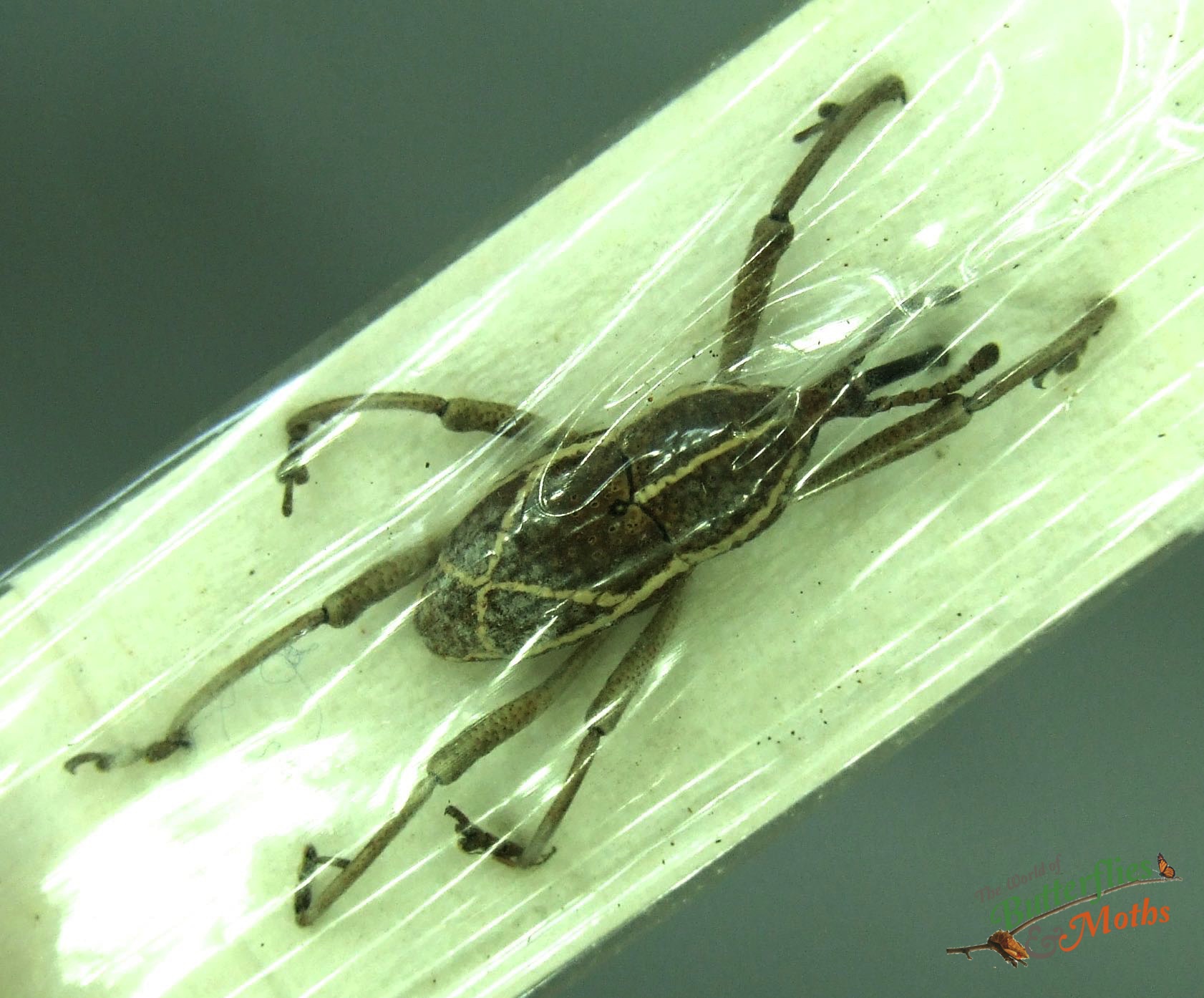 Alcidodes Snout Weevil PHILIPPINES (#18) - World of Butterflies and Moths