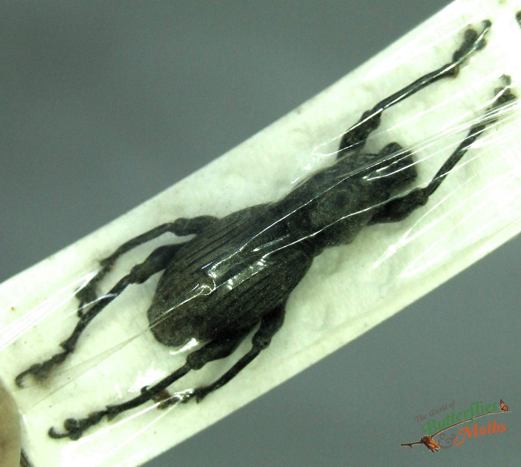 Macrocyrtus Black Weevil PHILIPPINES (#19) - World of Butterflies and Moths