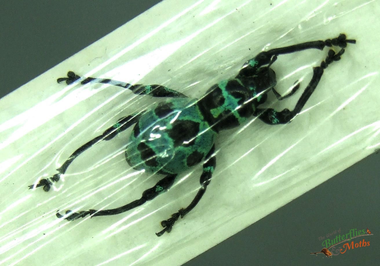 Macrocyrtus Weevil PHILIPPINES (#21) - World of Butterflies and Moths
