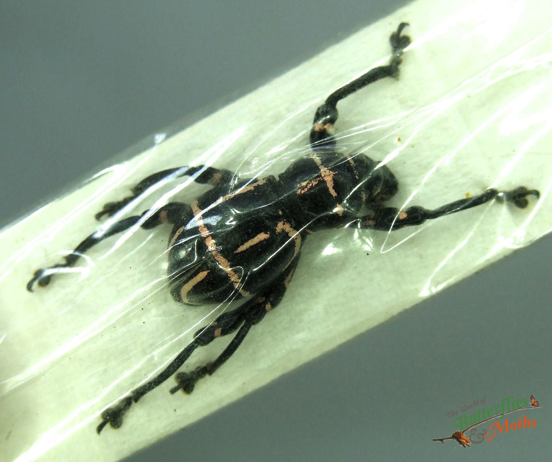 Pachyrhynchus moniliferus Weevil PHILIPPINES (#28) - World of ...