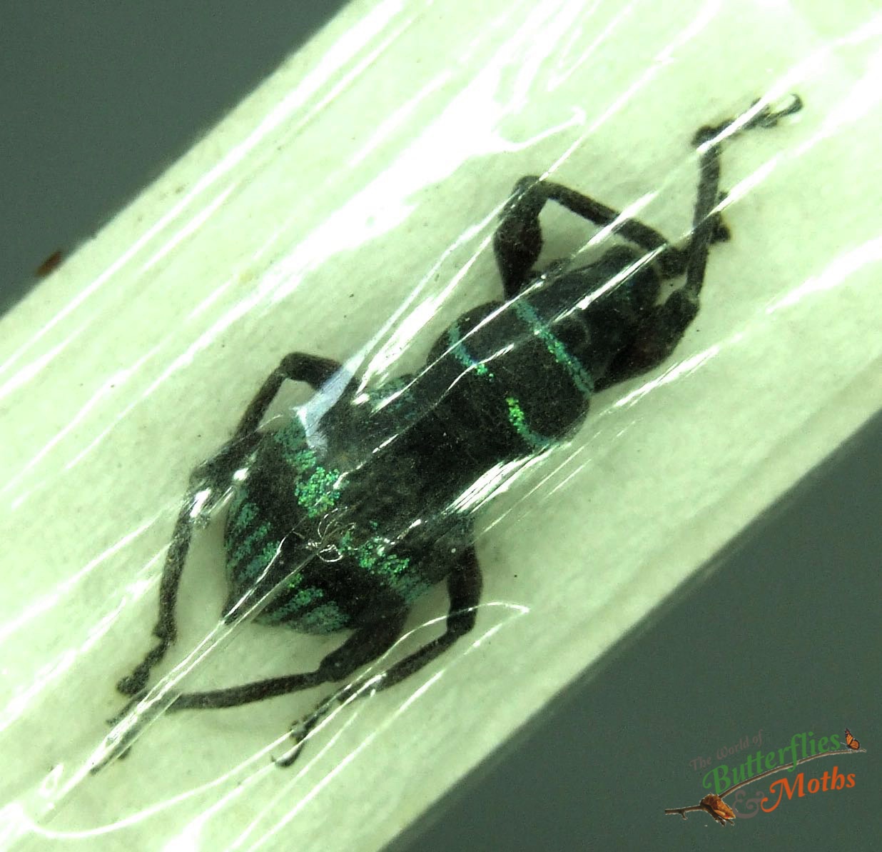 Macrocyrtus Weevil PHILIPPINES (#36) - World of Butterflies and Moths