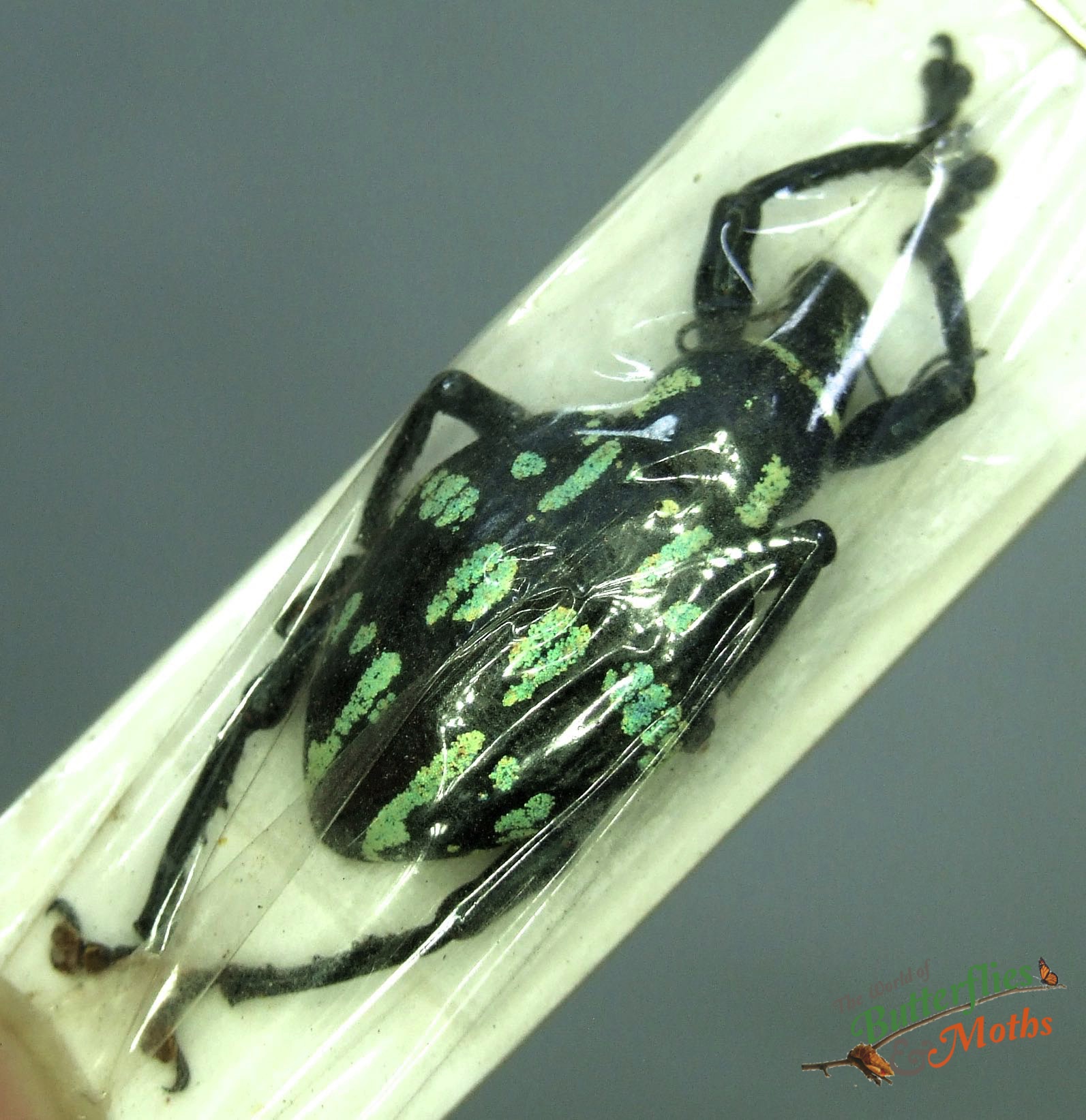 Curculionidae Weevil Beetle PHILIPPINES (#40) - World of Butterflies ...