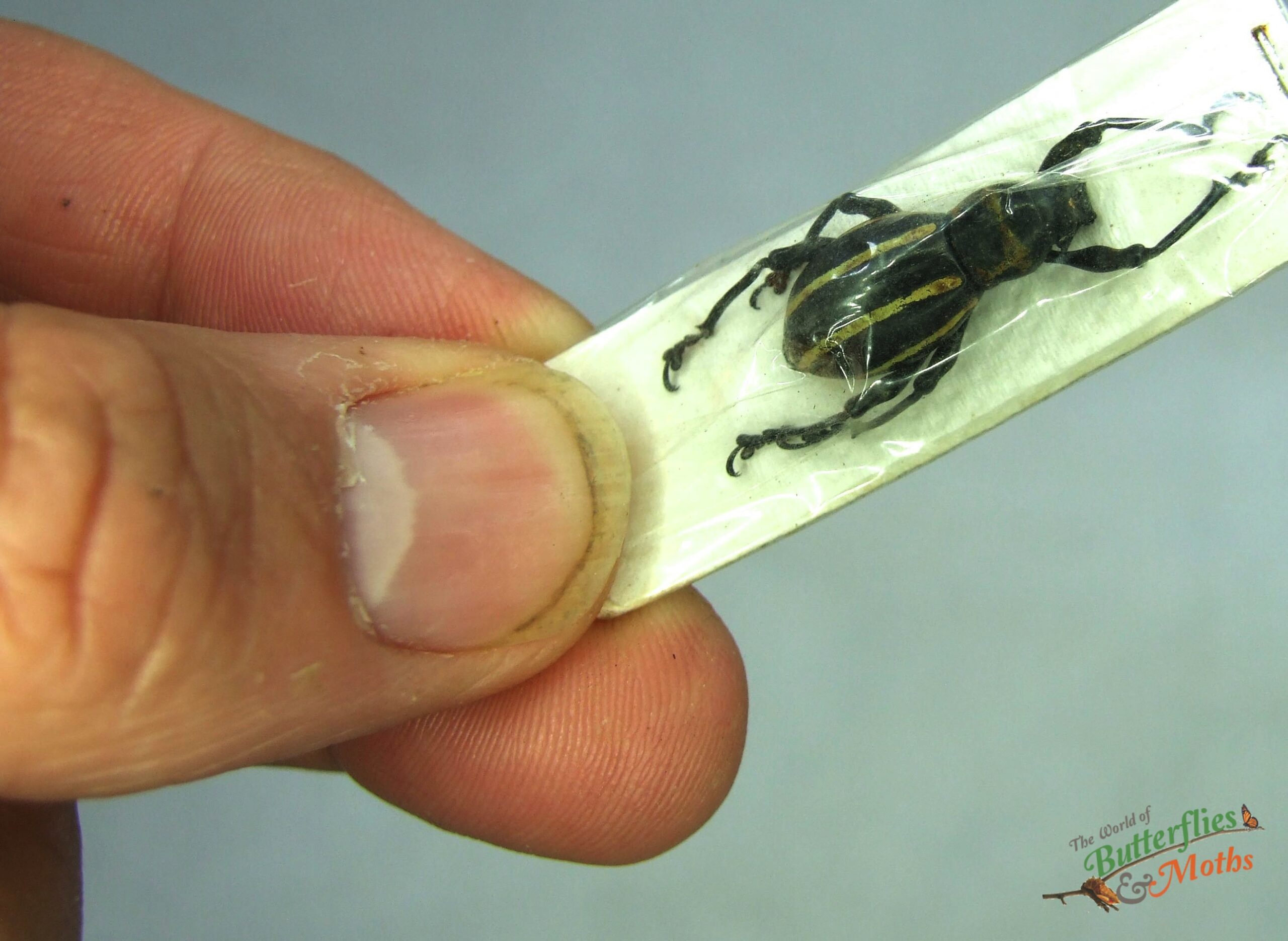 Pachyrhynchus inclytus Weevil Beetle PHILIPPINES (#44) - World of ...