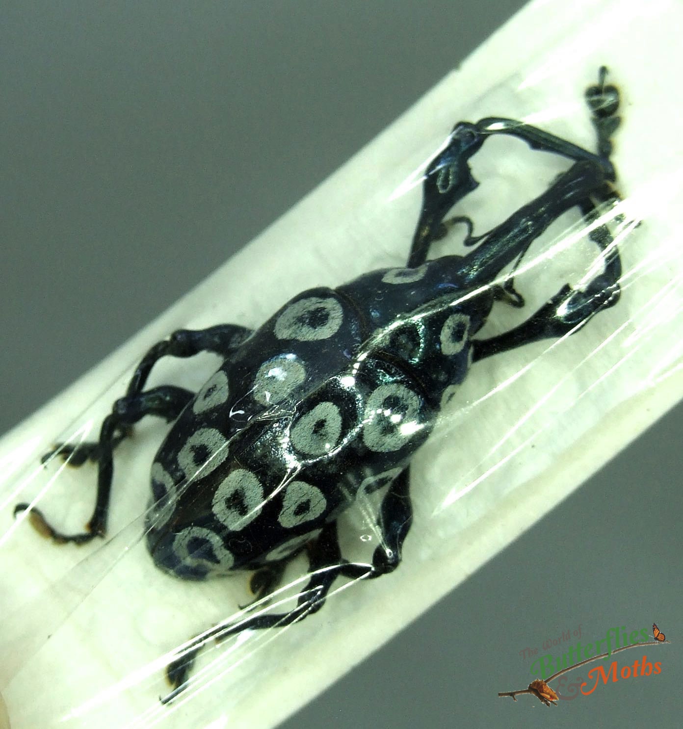 Alcidodes ocellatus Weevil Beetle PHILIPPINES (#45B) - World of ...