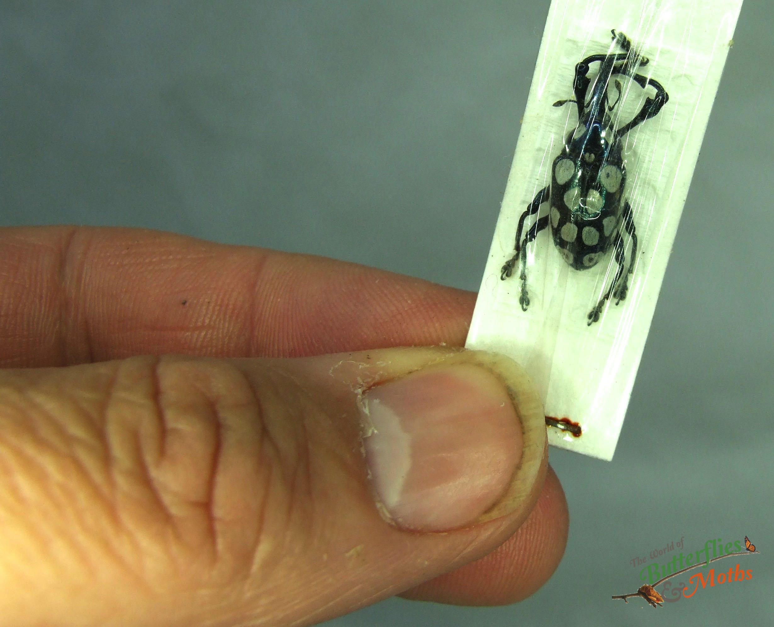 Alcidodes ocellatus var. semperi Weevil Beetle PHILIPPINES (#45A ...