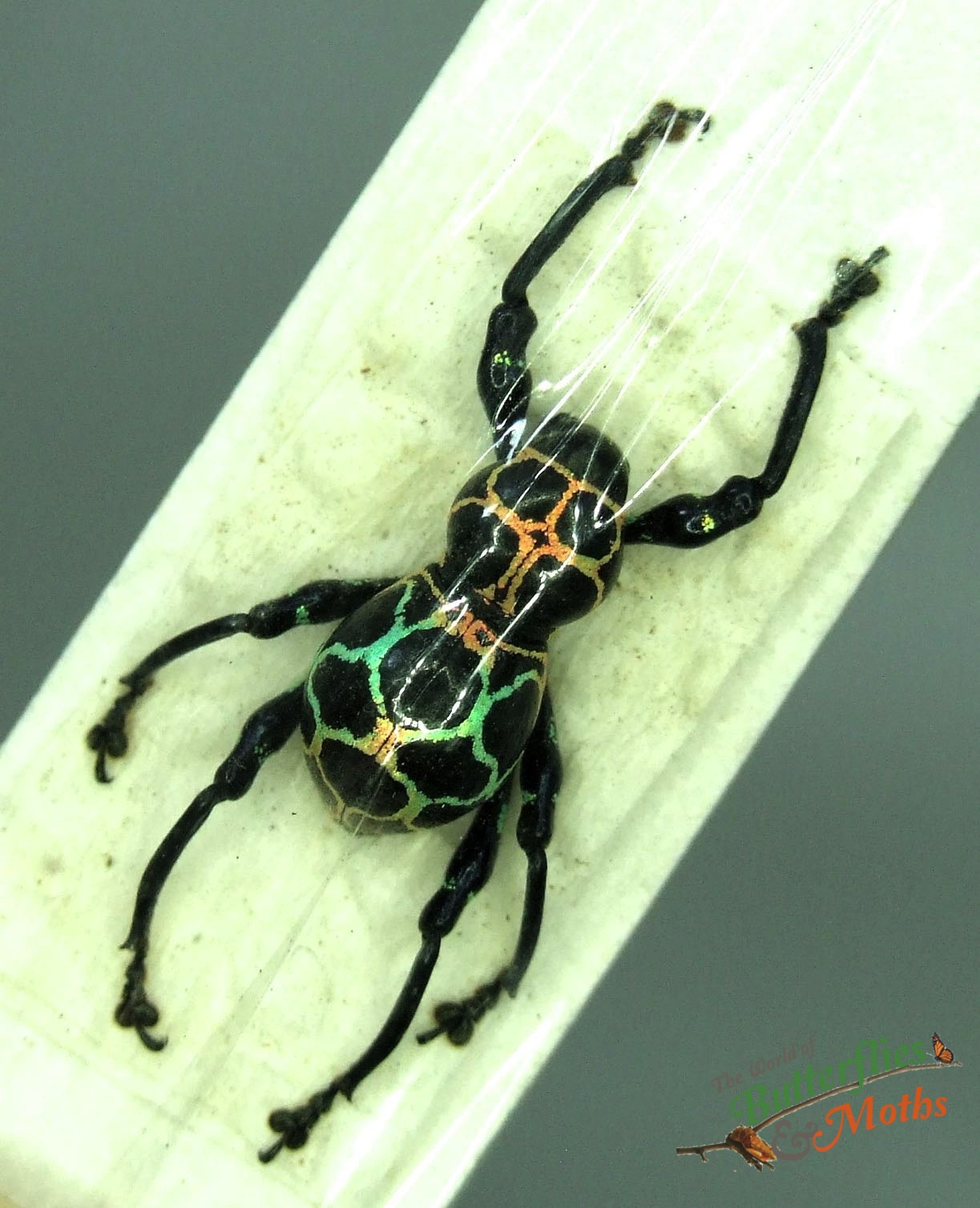 Pachyrhynchus cabrasae Weevil Beetle PHILIPPINES (#46B) - World of ...