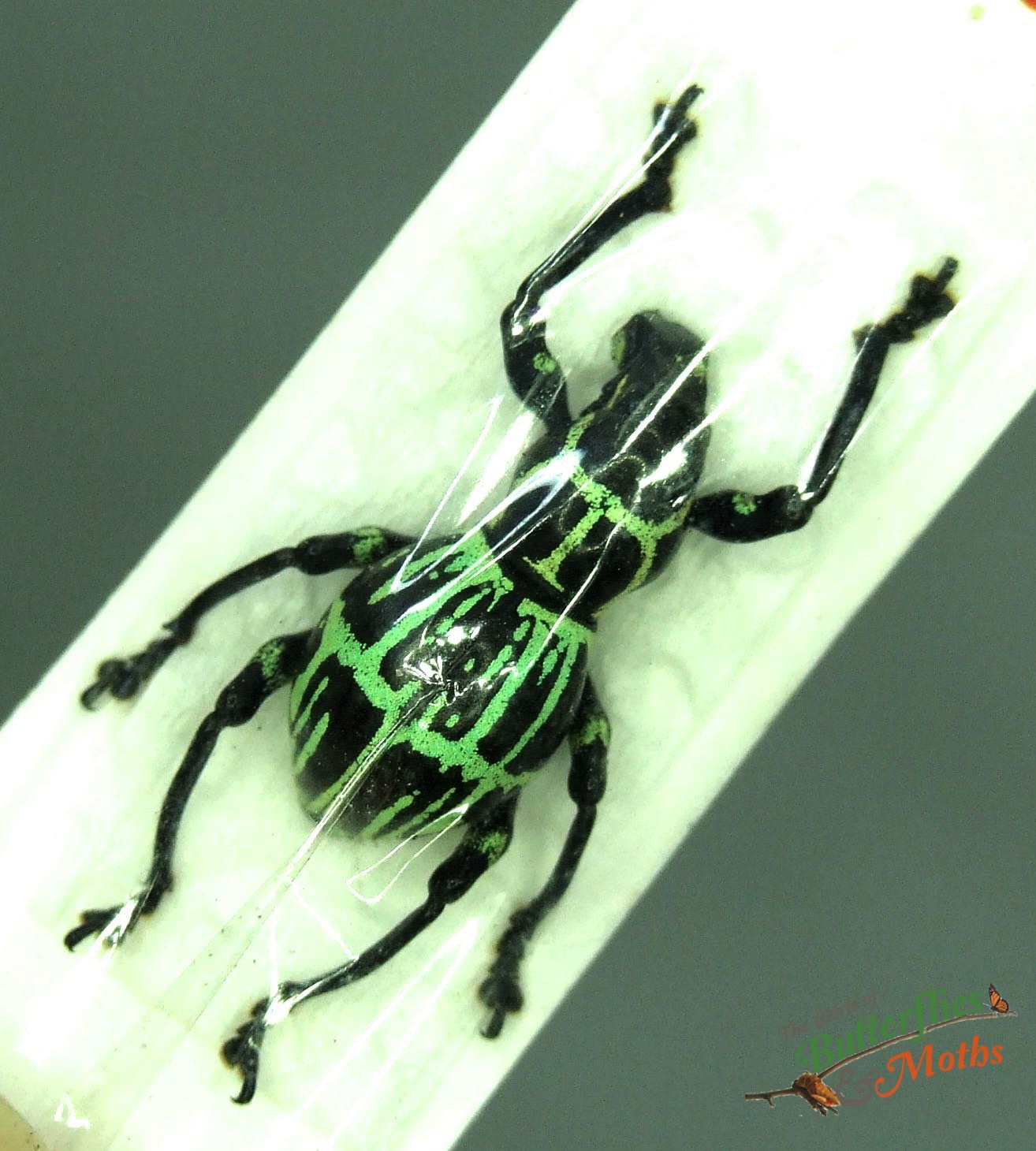 Pachyrhynchus elenae Weevil Beetle PHILIPPINES (#47A) - World of ...