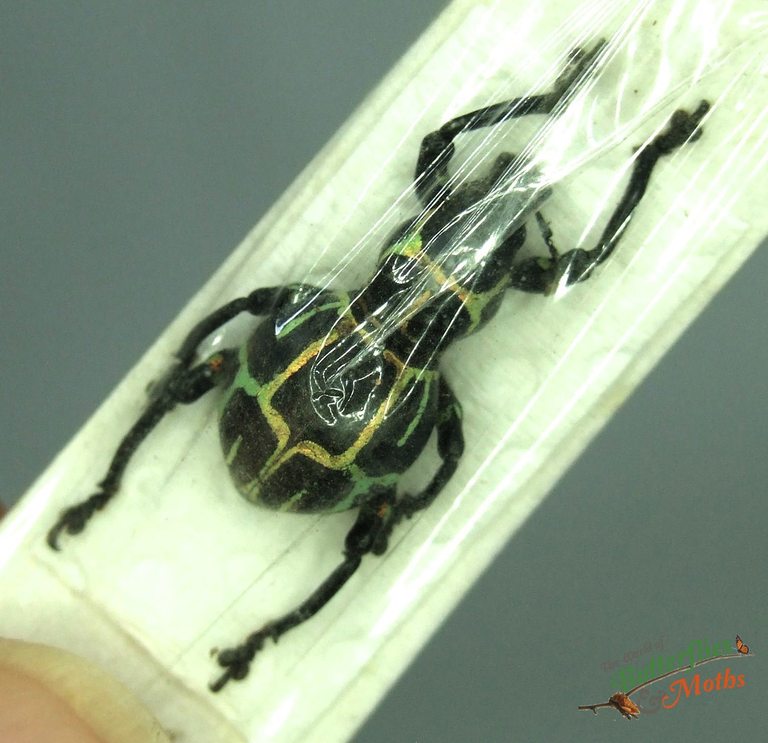 Pachyrhynchus phaleratus Weevil Beetle PHILIPPINES (#47B) - World of ...