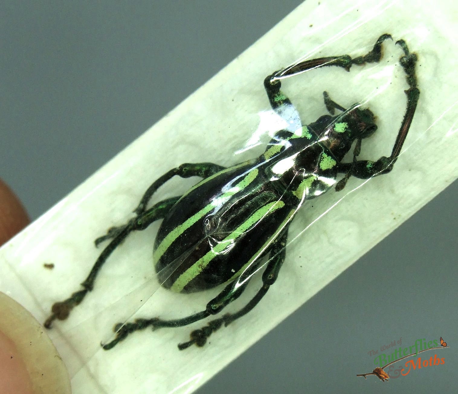 Pachyrrhynchus pulchellus Weevil Beetle PHILIPPINES (#48B) - World of ...