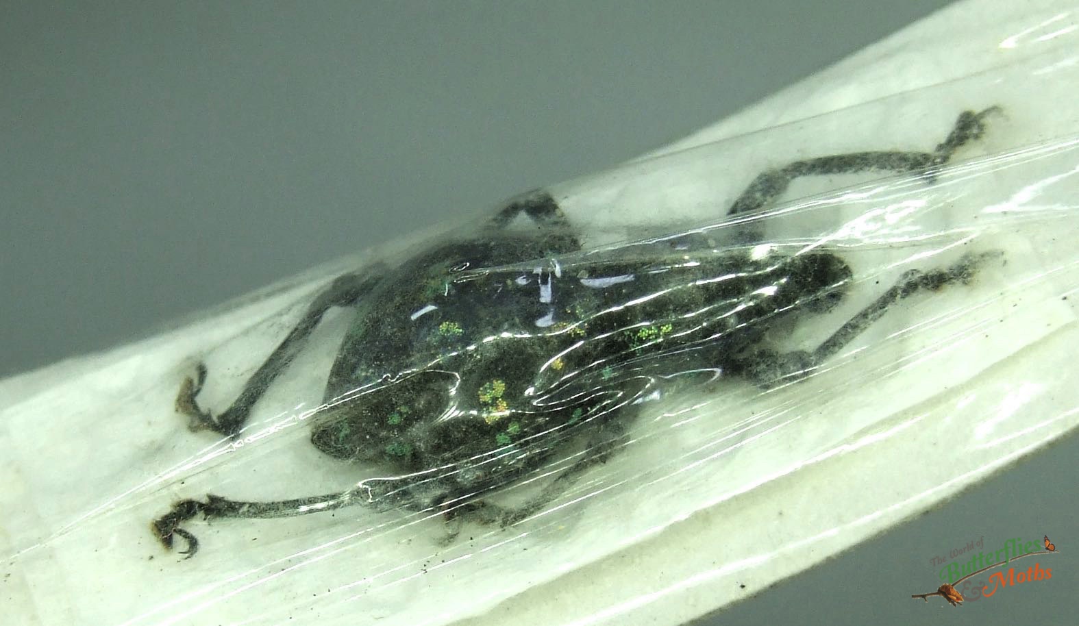 Macrocyrtus Weevil PHILIPPINES (#58) - World of Butterflies and Moths