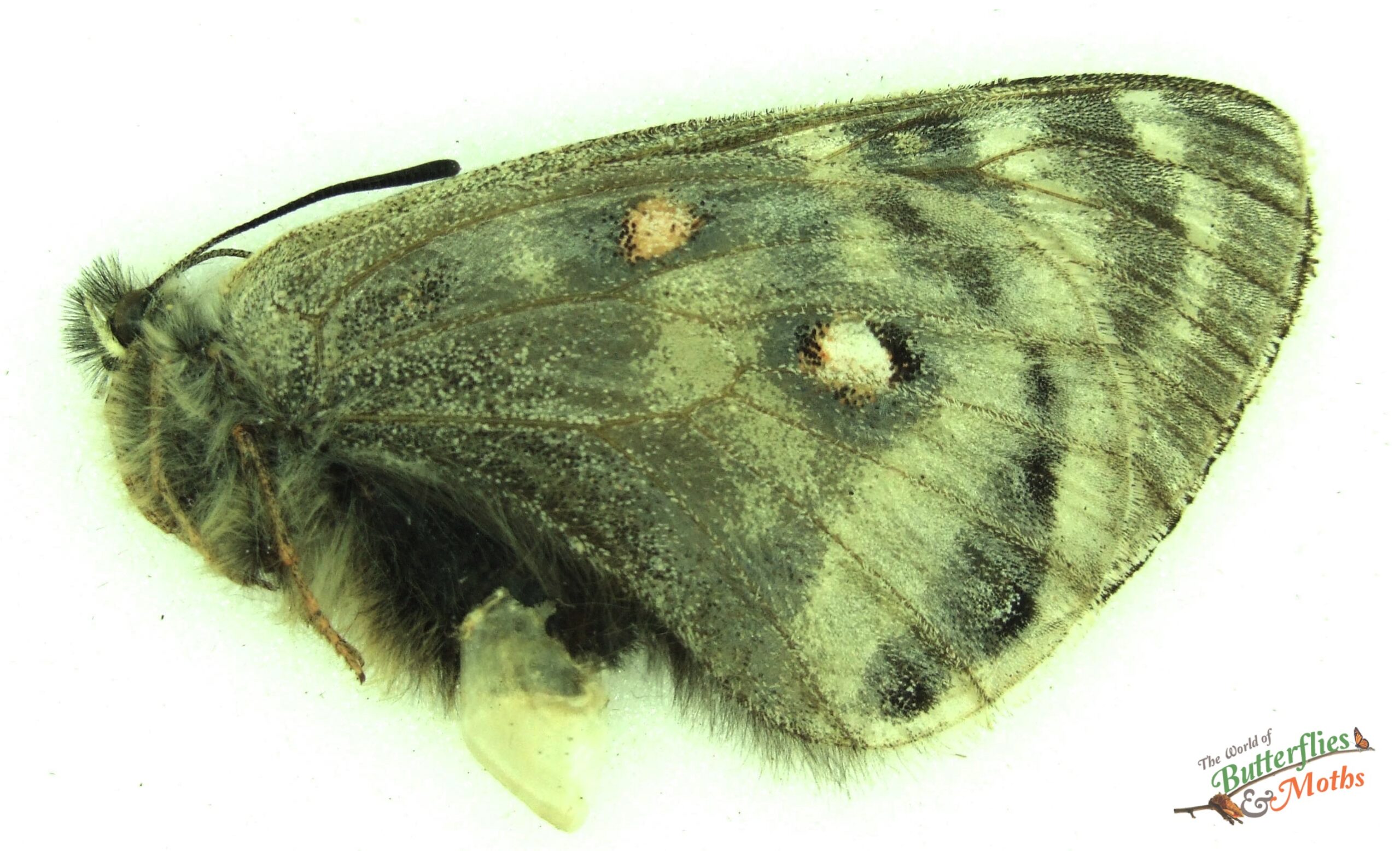 Parnassius cephalus elwesi CHINA Female A1- (#12B) - World of ...