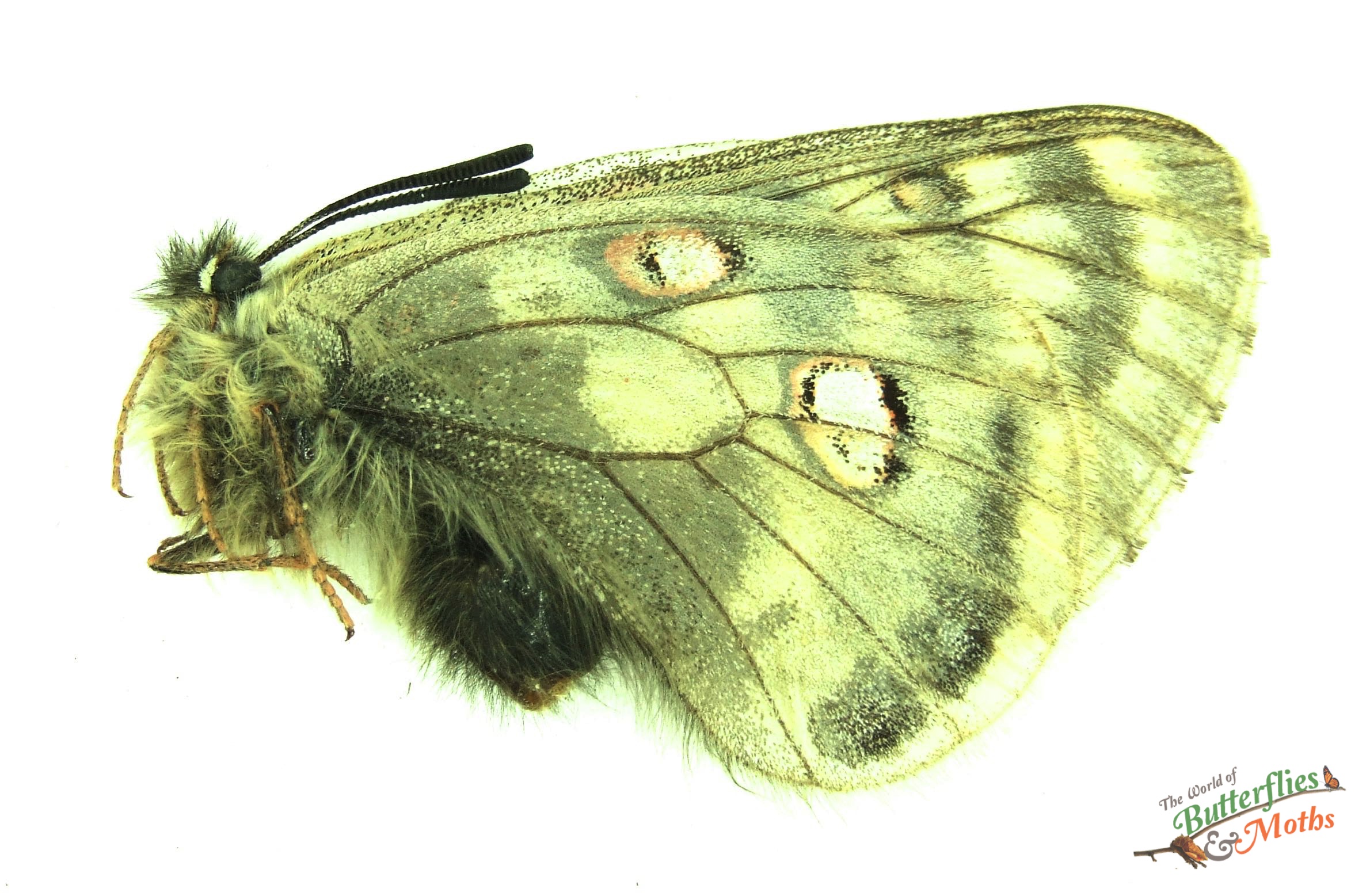 Parnassius cephalus elwesi CHINA Male A1- (#08) - World of Butterflies ...