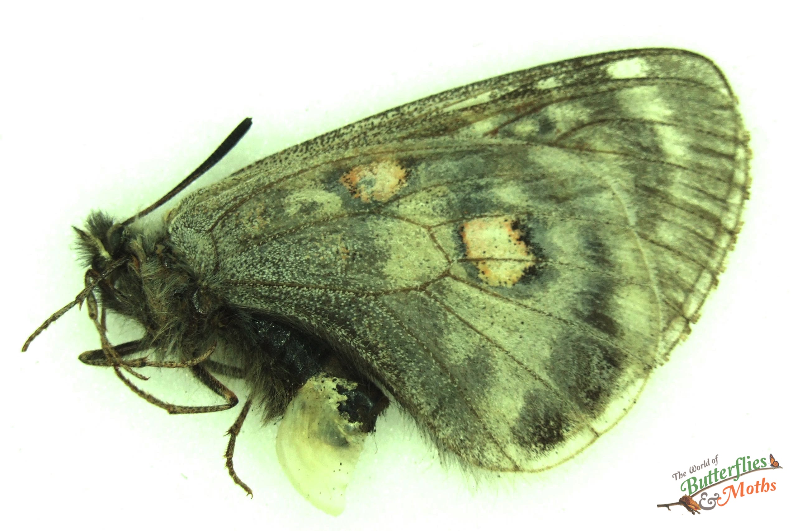 Parnassius cephalus elwesi CHINA Female A1- (#09) - World of ...