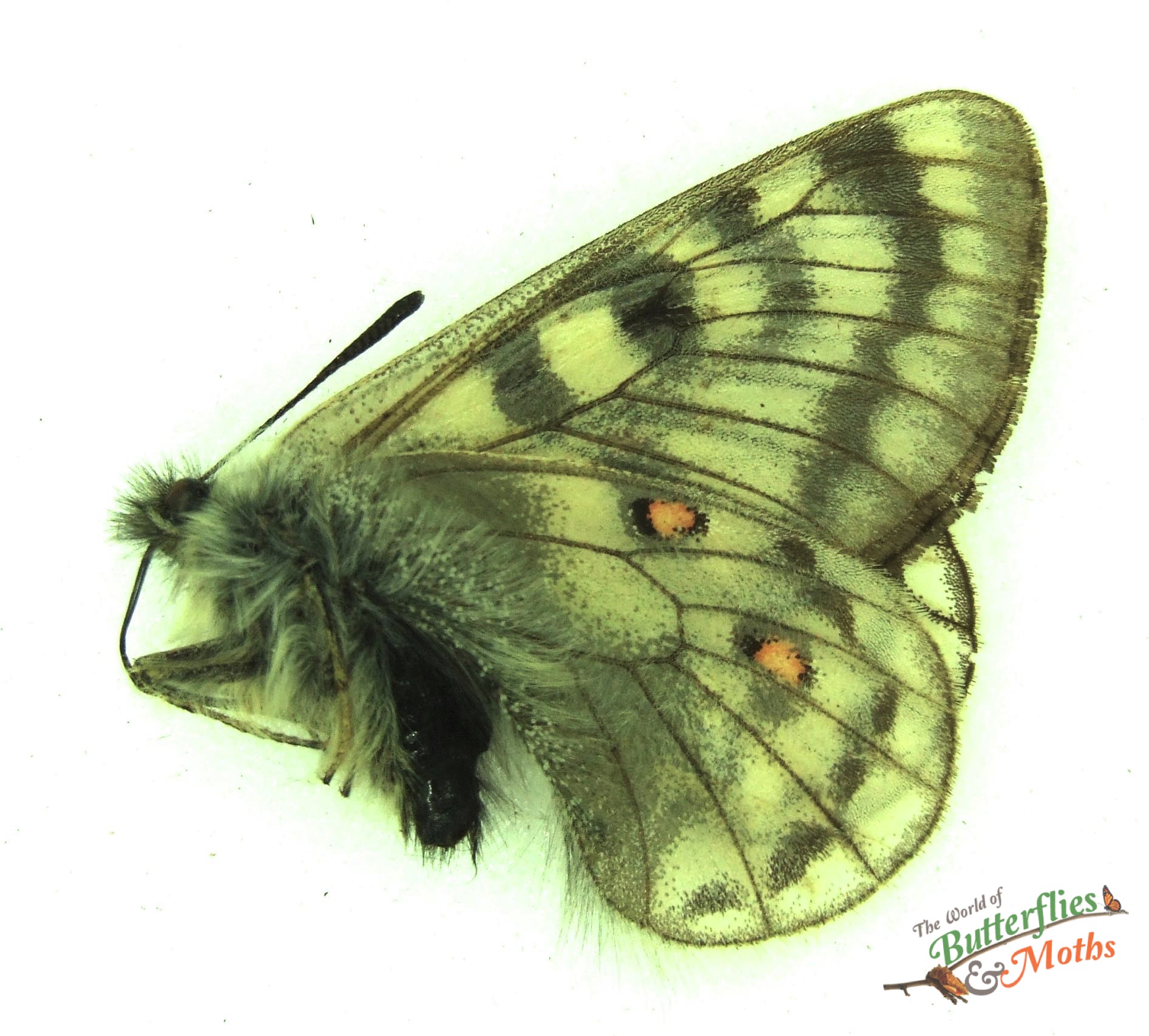 Parnassius simo quinghaiensis CHINA Male A1- (#10) - World of ...