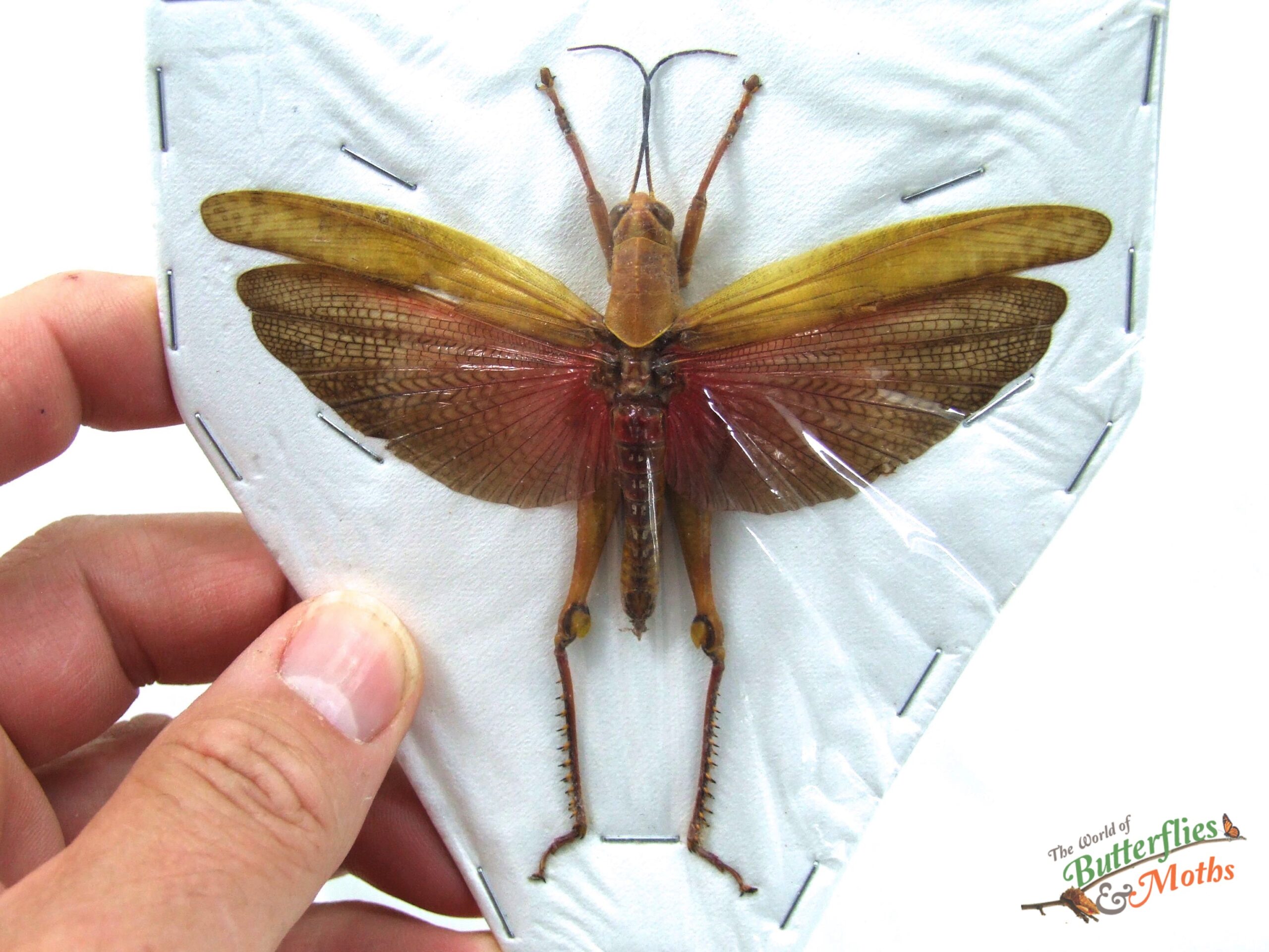 Valanga nigricornis Grasshopper JAVA - World of Butterflies and Moths