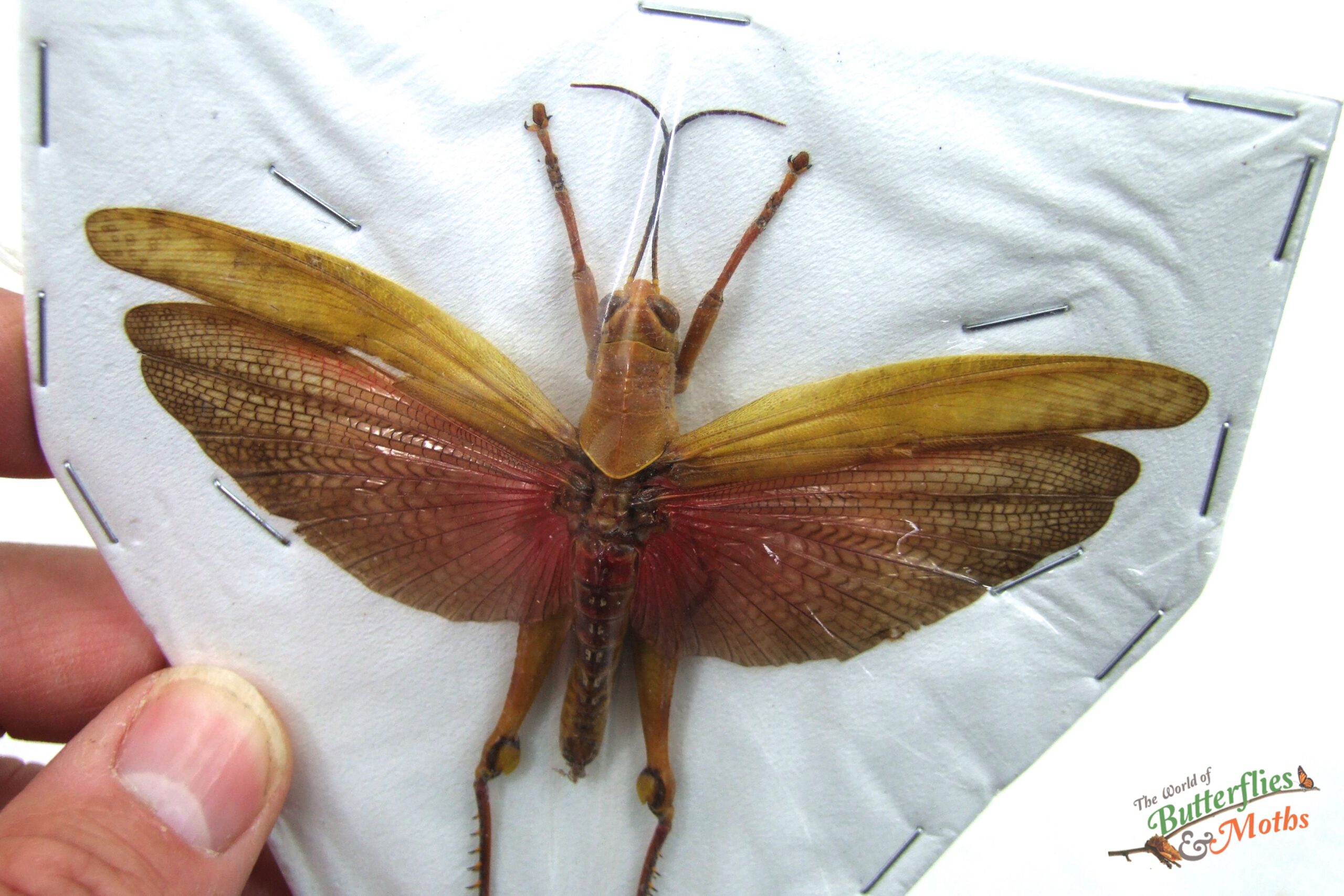 Valanga nigricornis Grasshopper JAVA - World of Butterflies and Moths