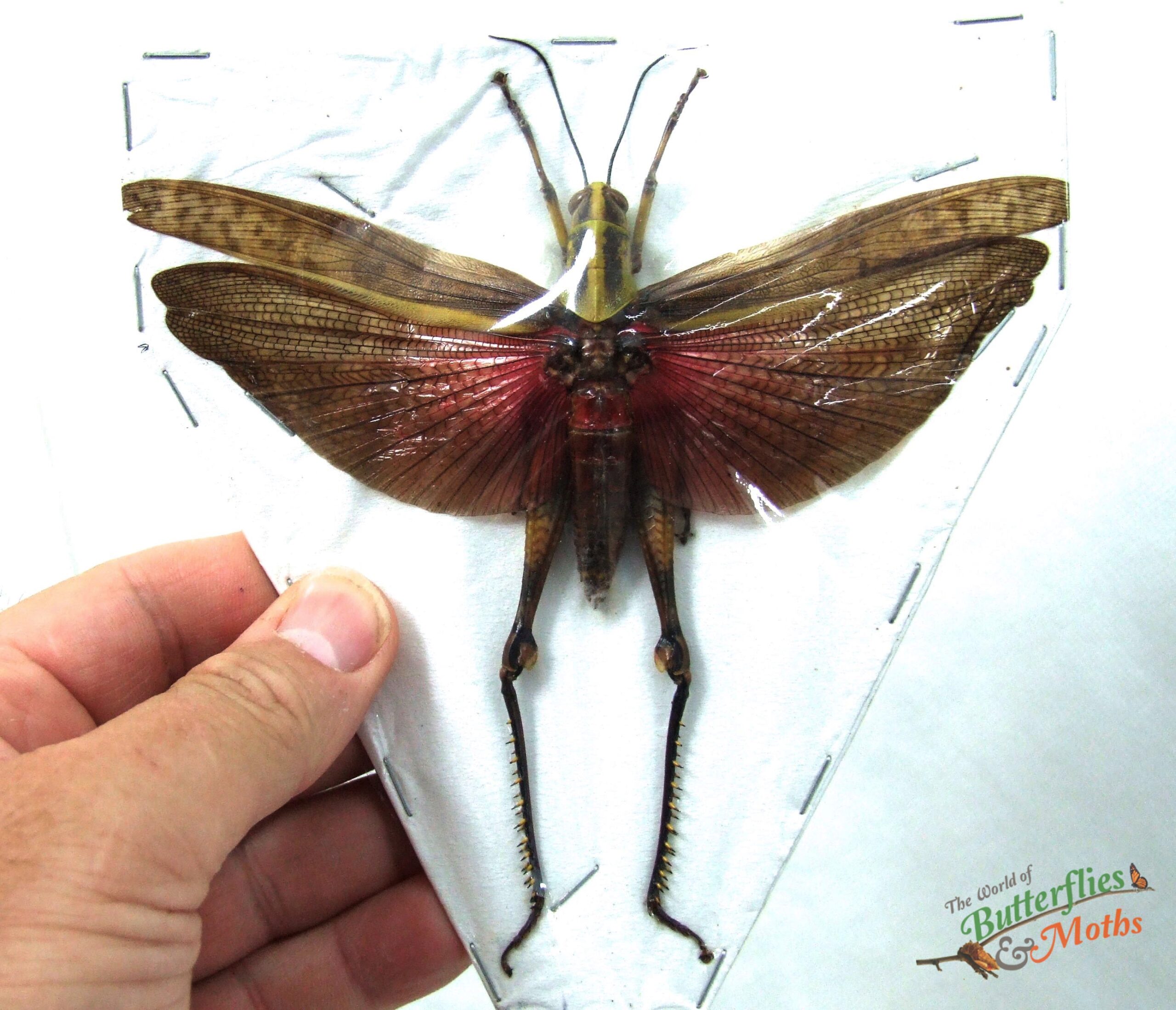 Valanga nigricornis Grasshopper JAVA - World of Butterflies and Moths