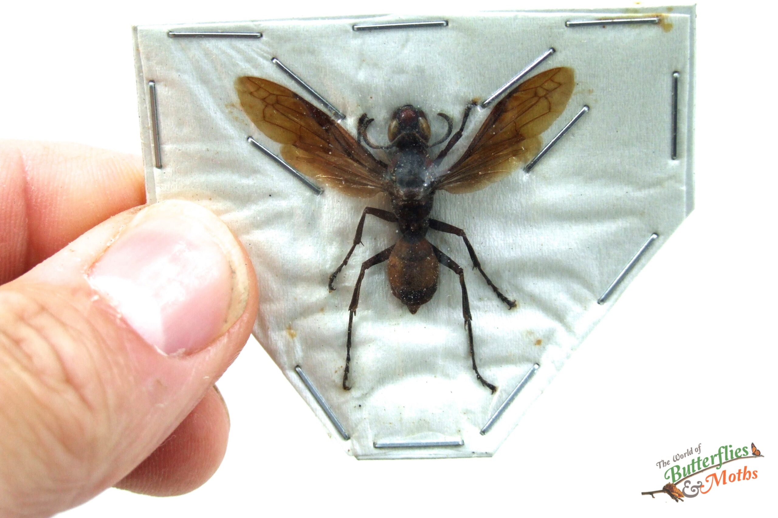 Vespa Wasp East Java (004) - World of Butterflies and Moths