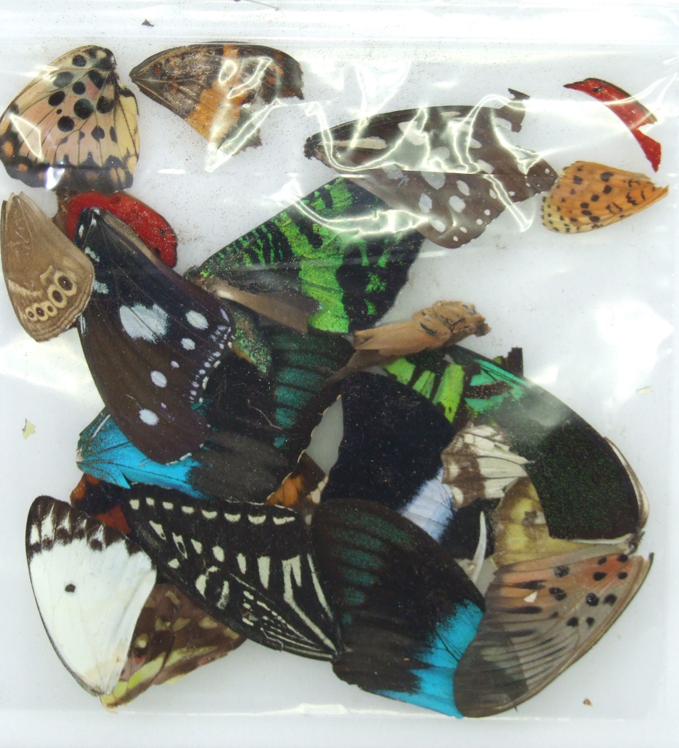Butterfly Moth and Insect craft wings 01 - World of Butterflies and Moths