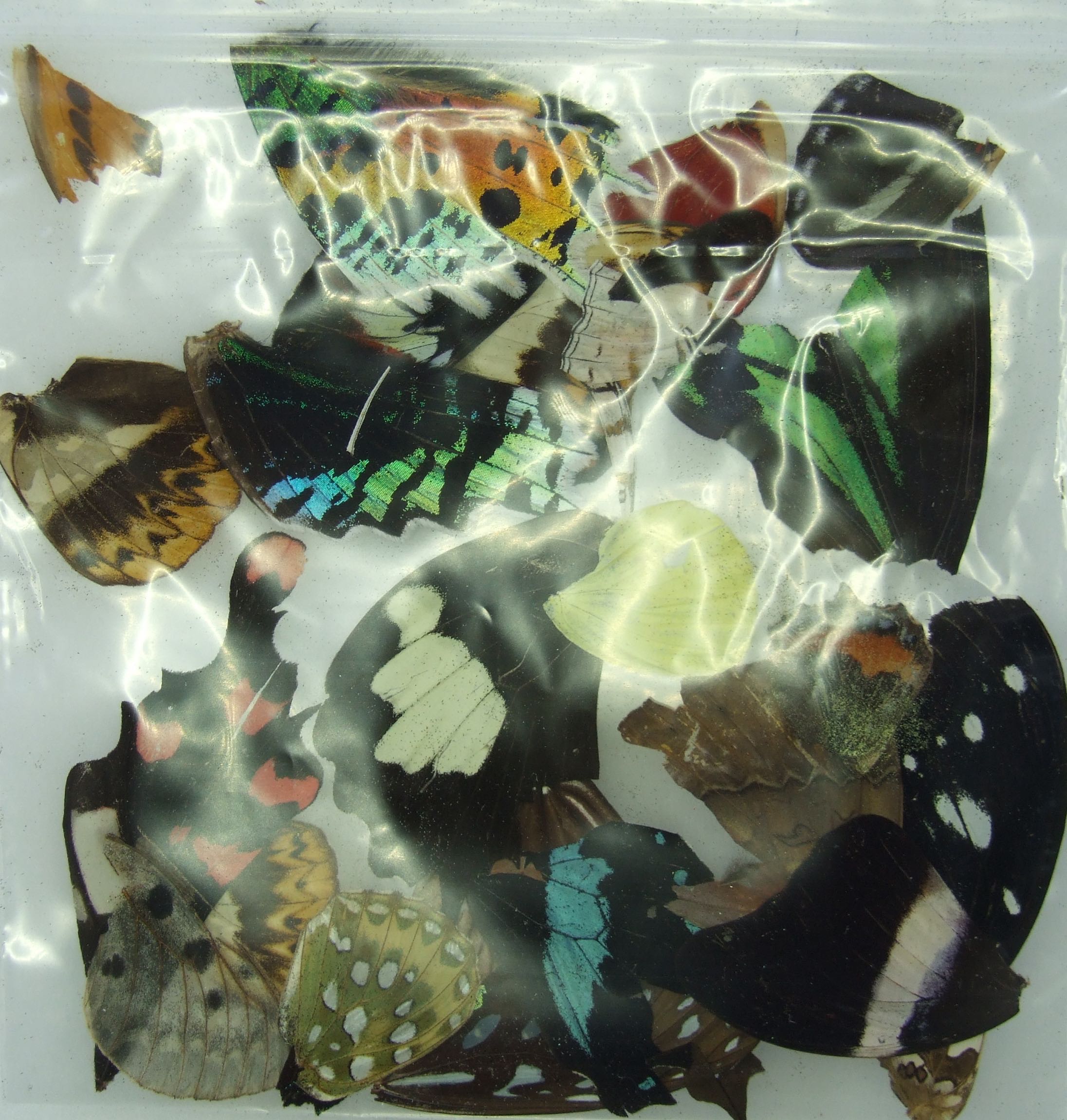 Butterfly Moth and Insect craft wings 02 - World of Butterflies and Moths