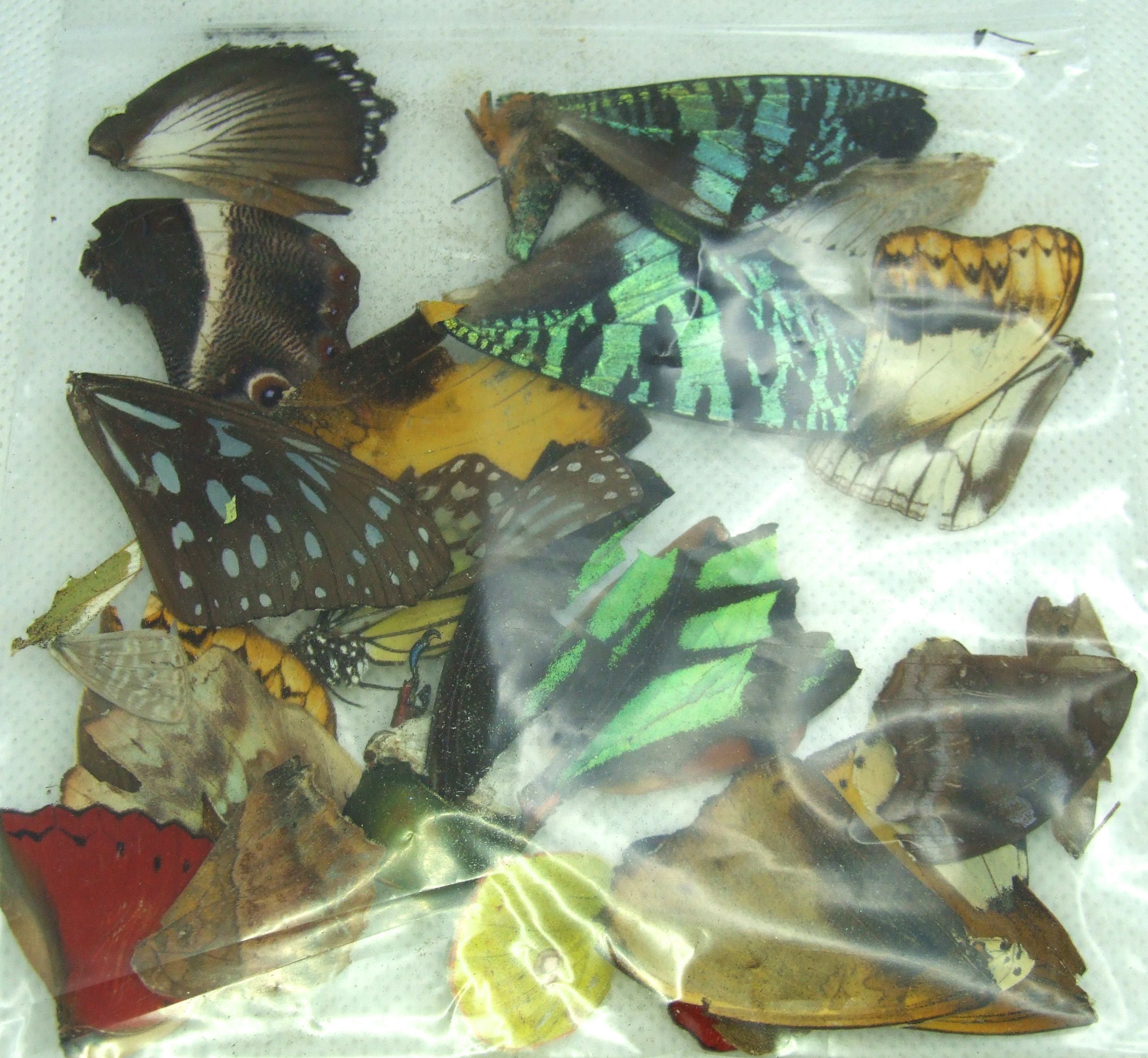 Butterfly Moth and Insect craft wings 03 - World of Butterflies and Moths