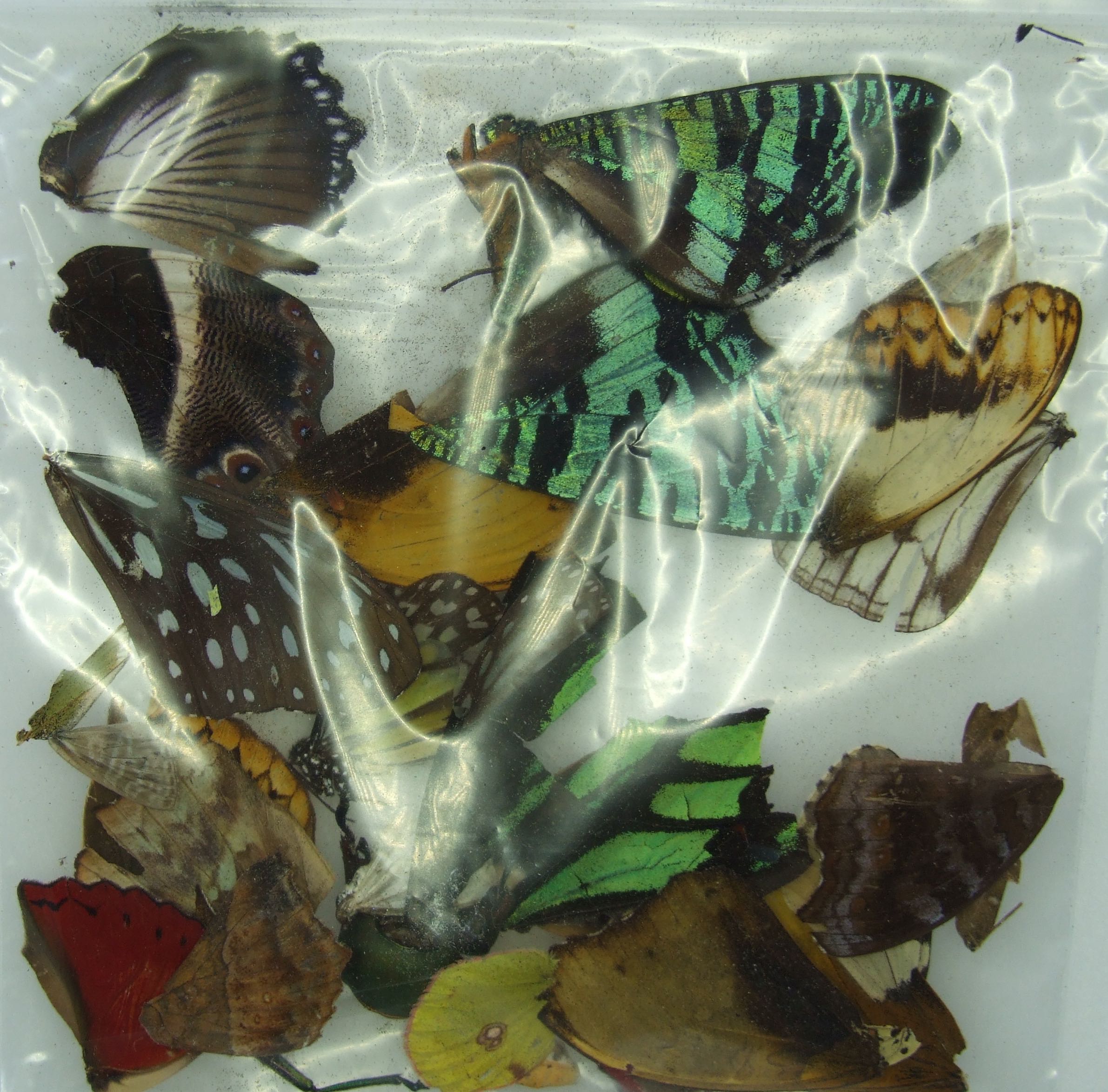 Butterfly Moth and Insect craft wings 03 - World of Butterflies and Moths