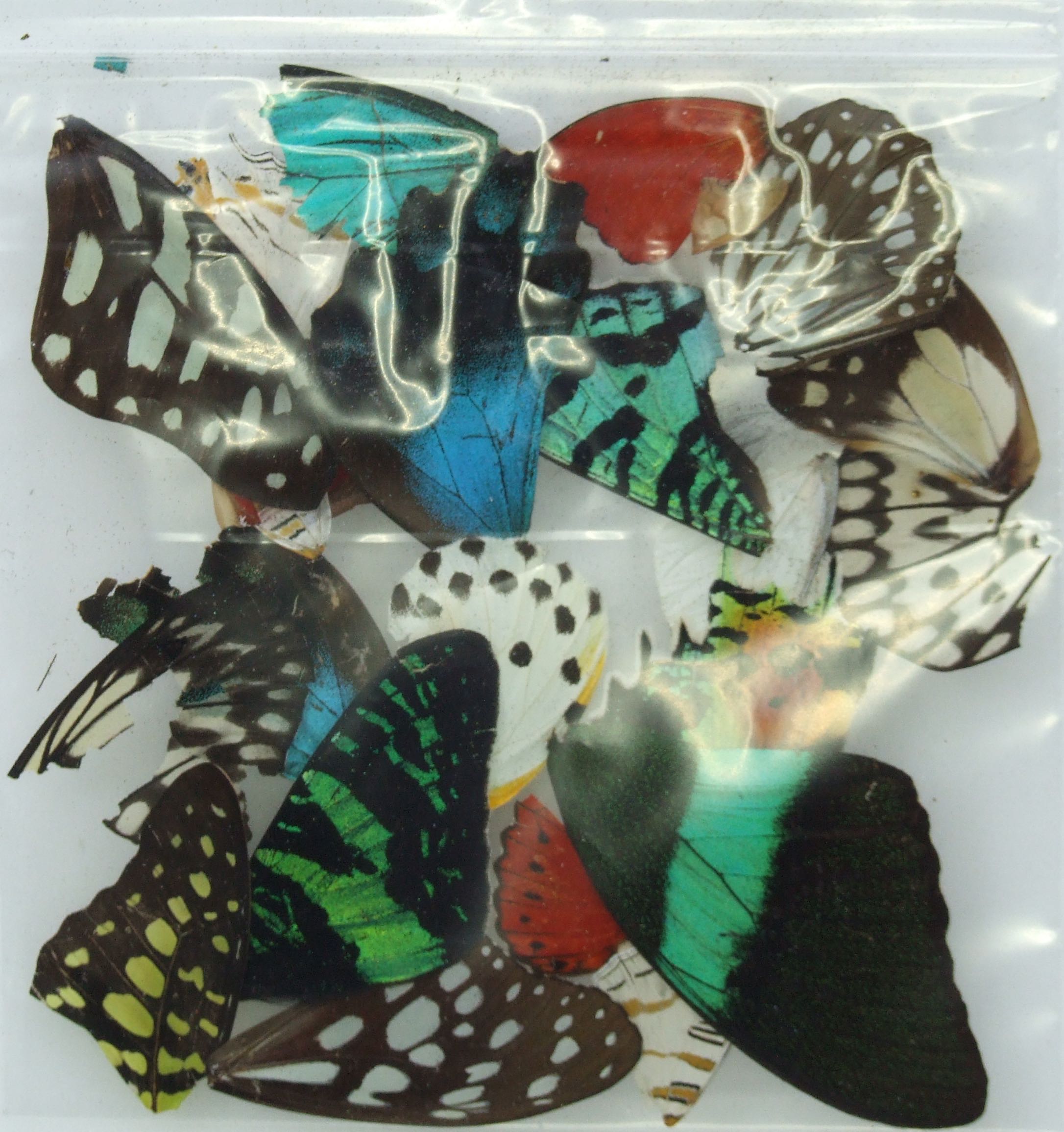 Butterfly Moth and Insect craft wings 05 - World of Butterflies and Moths