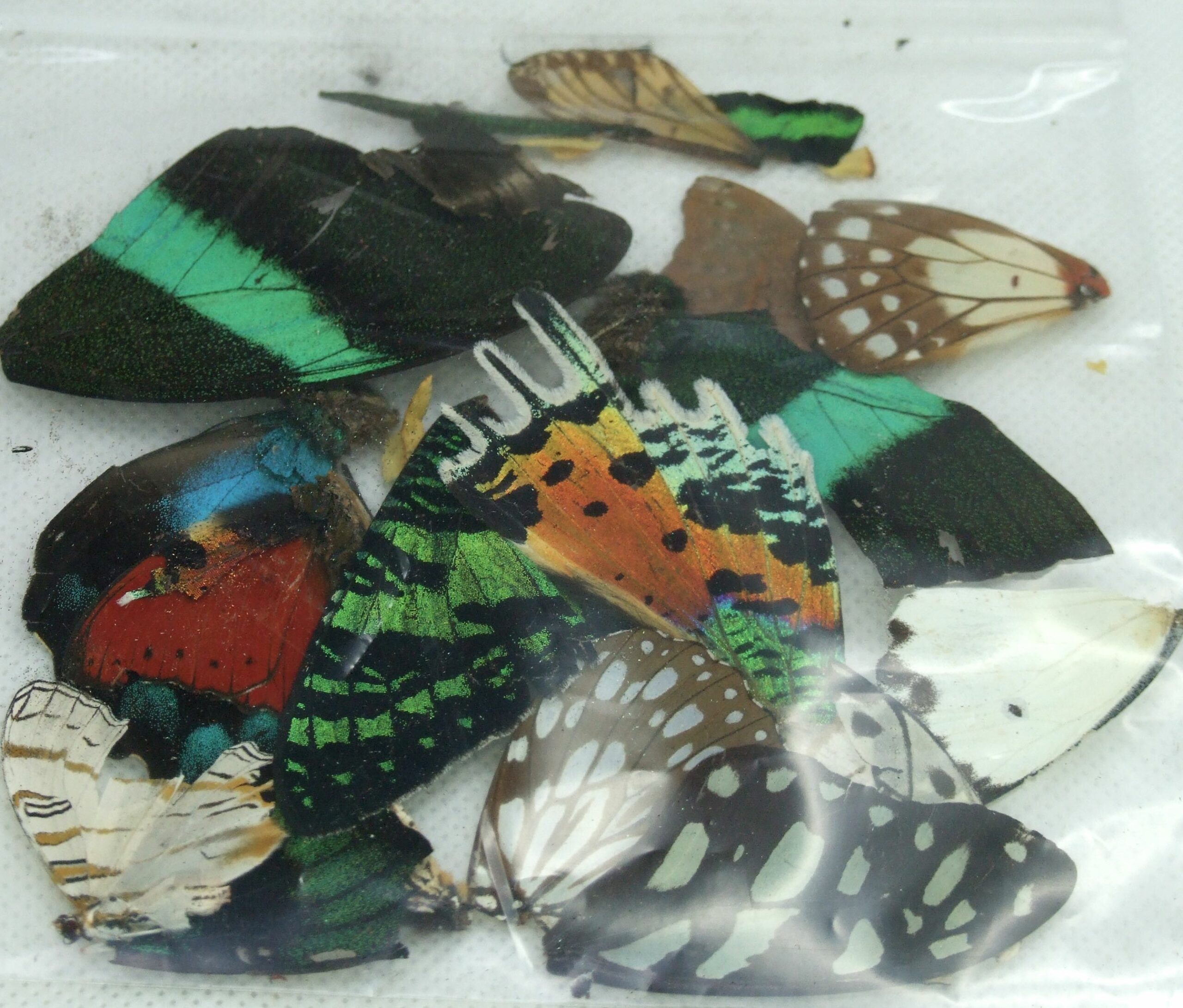 Butterfly Moth and Insect craft wings 06 - World of Butterflies and Moths