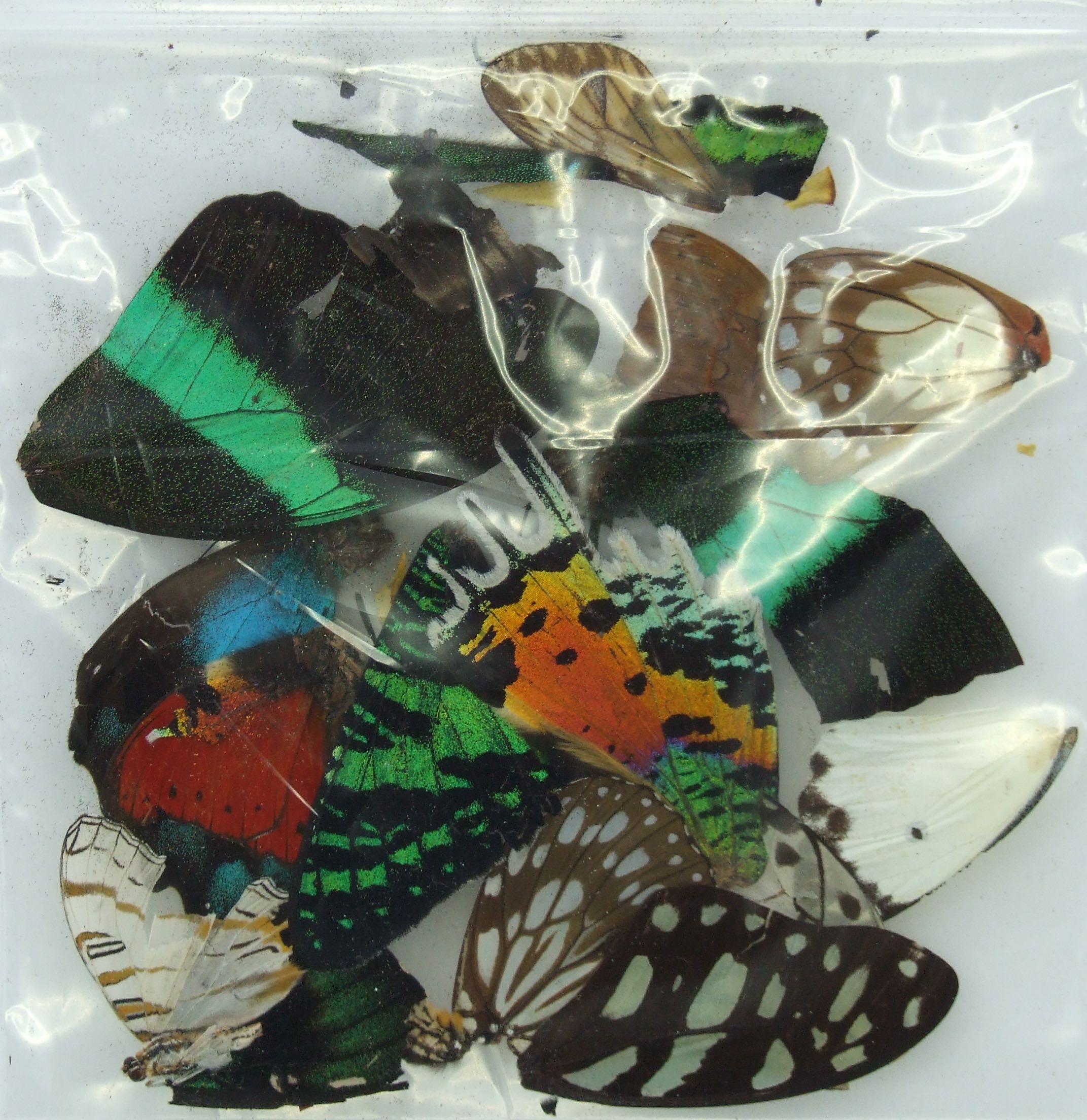 Butterfly Moth and Insect craft wings 06 - World of Butterflies and Moths