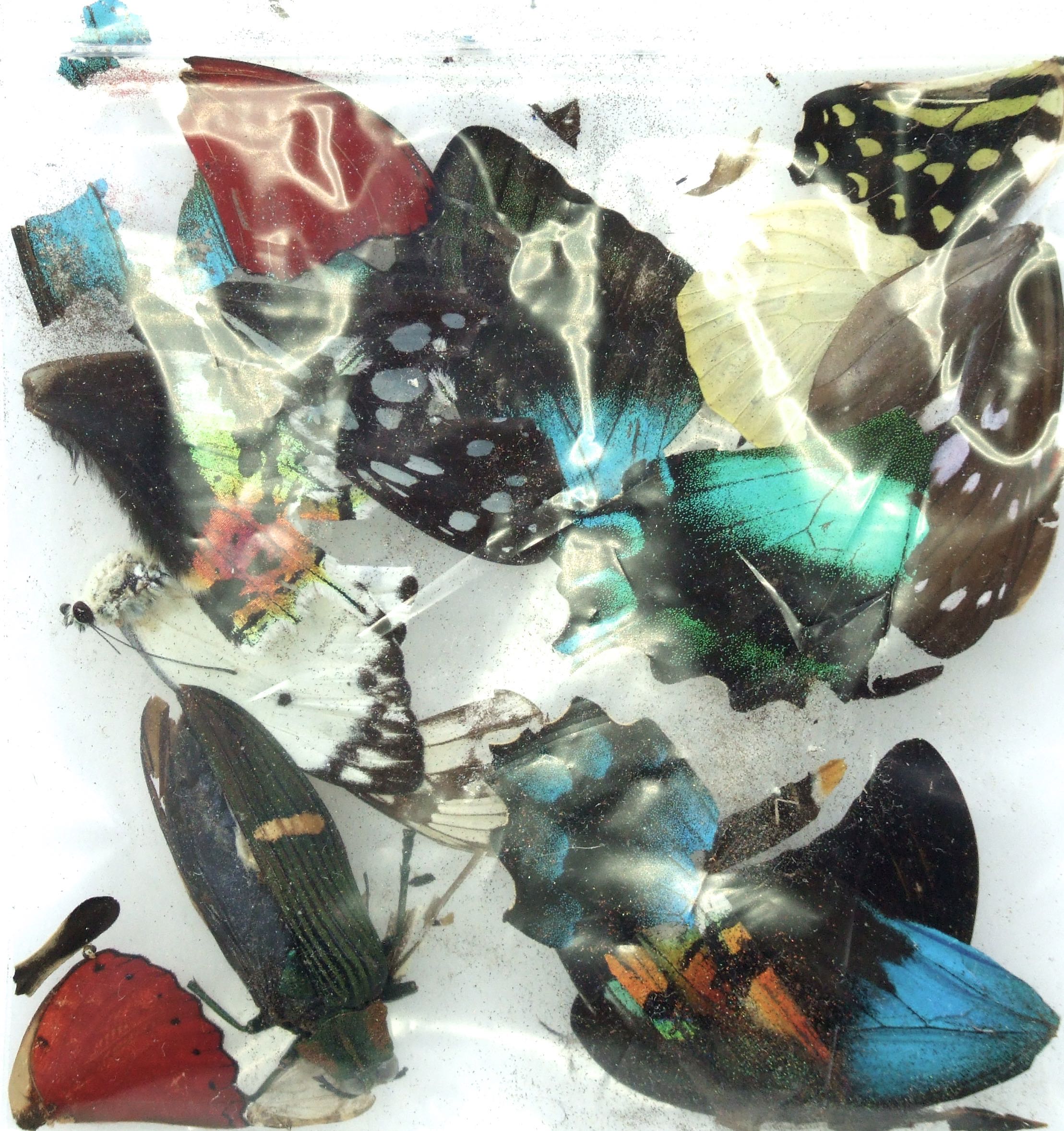 Butterfly Moth and Insect craft wings 08 - World of Butterflies and Moths