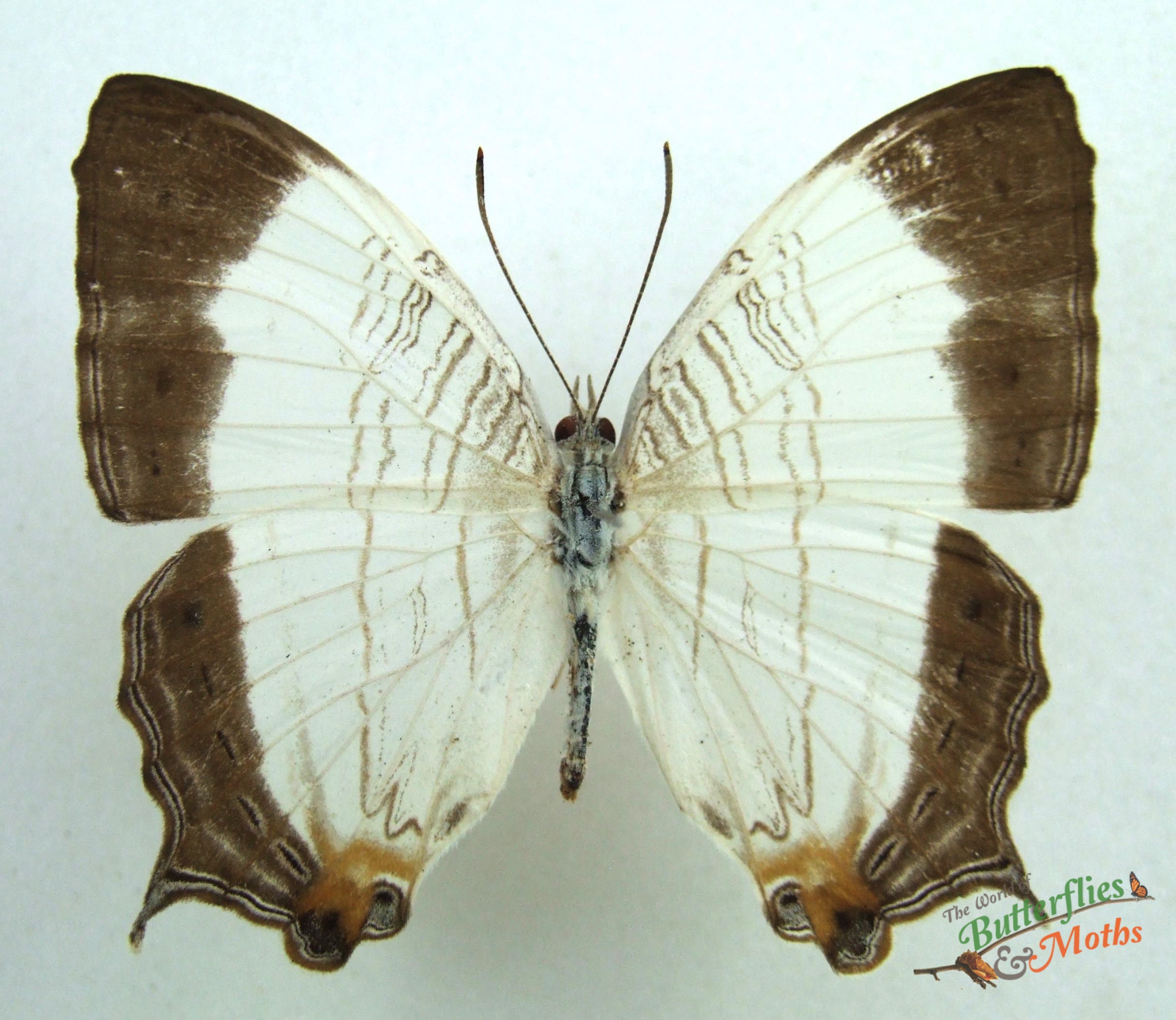 Cyrestis cassander Mapwing PHILIPPINES - World of Butterflies and Moths