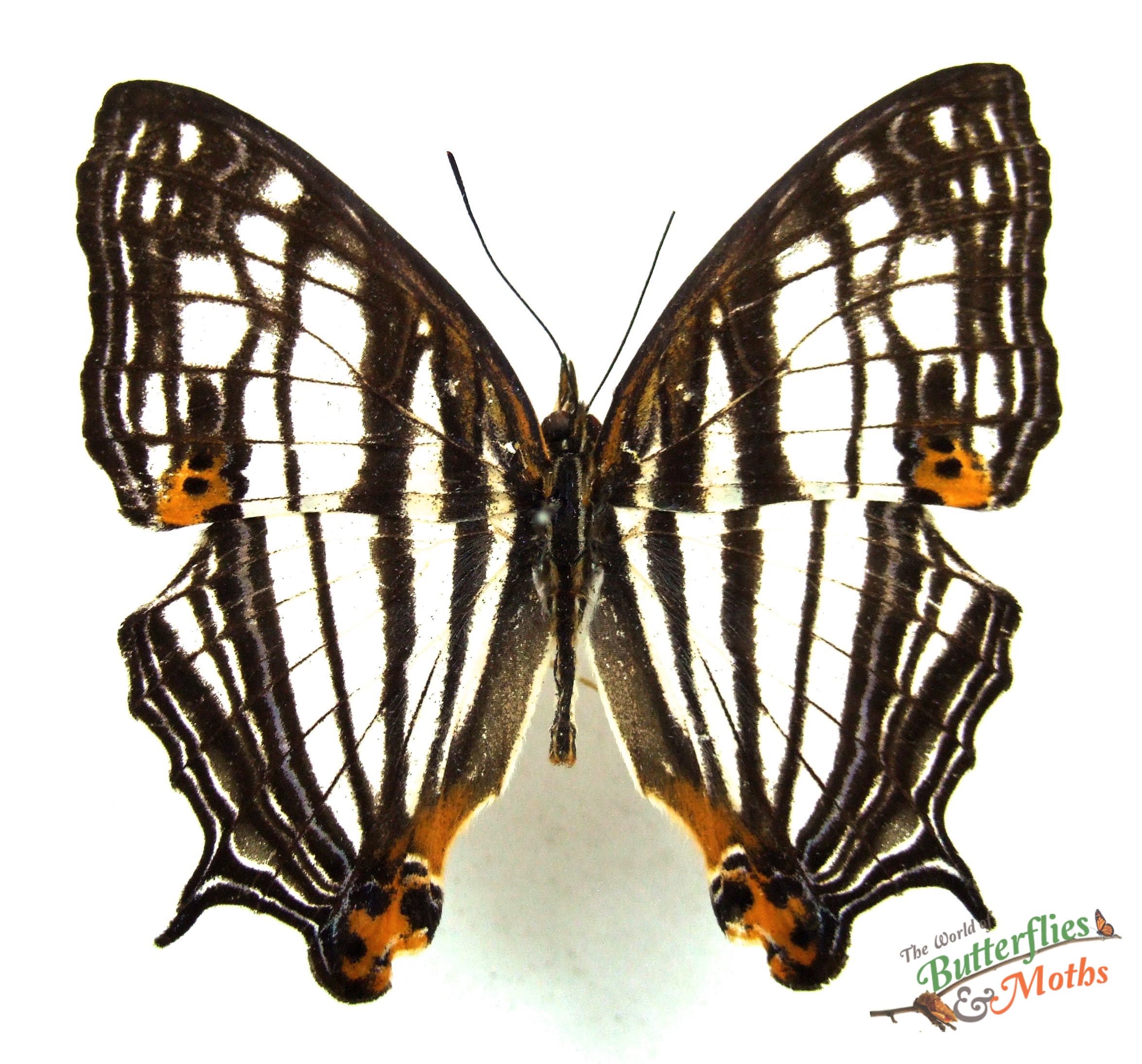 Cyrestis maenalis Mapwing PHILIPPINES - World of Butterflies and Moths