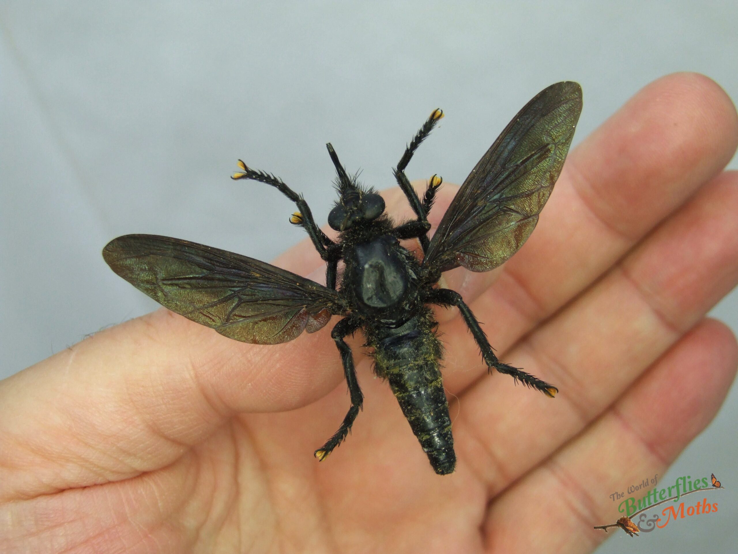 Pantophthalmid Giant Elephant Fly MADAGASCAR - World of Butterflies and ...
